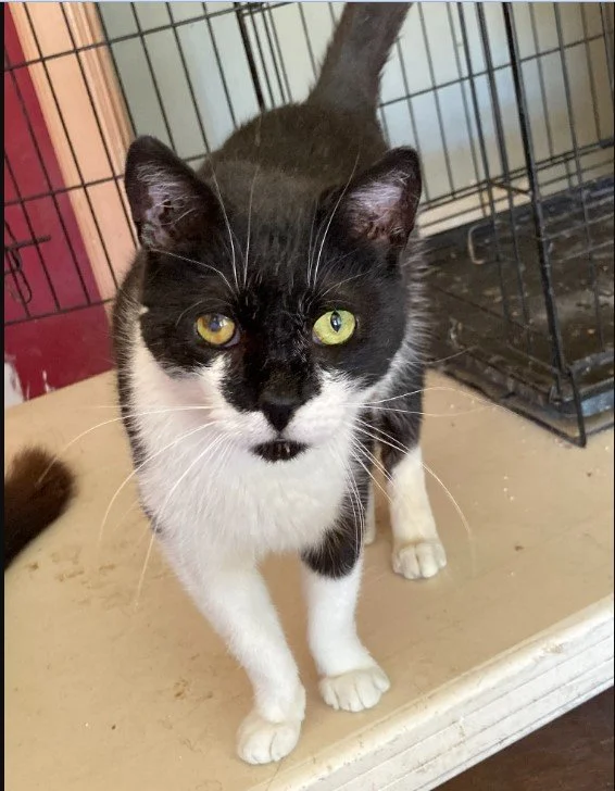 Available Cats — Nobody's Perfekt Dogs and Cats