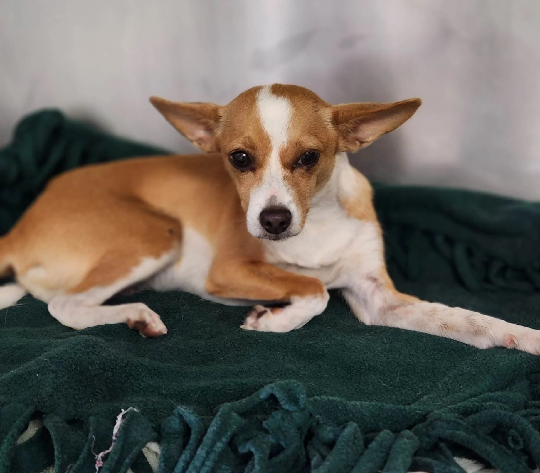 Available Dogs — Nobody's Perfekt Dogs and Cats