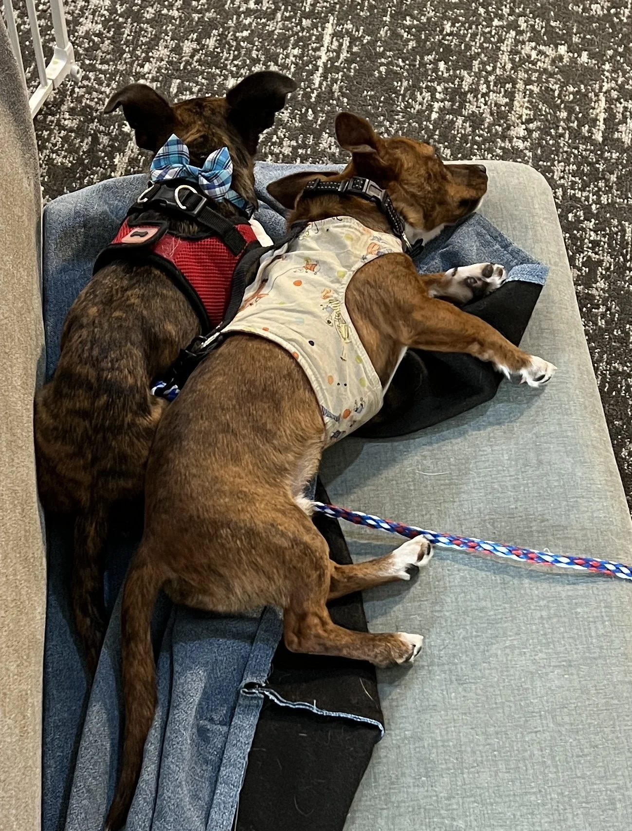 Available Dogs — Nobody's Perfekt Dogs and Cats
