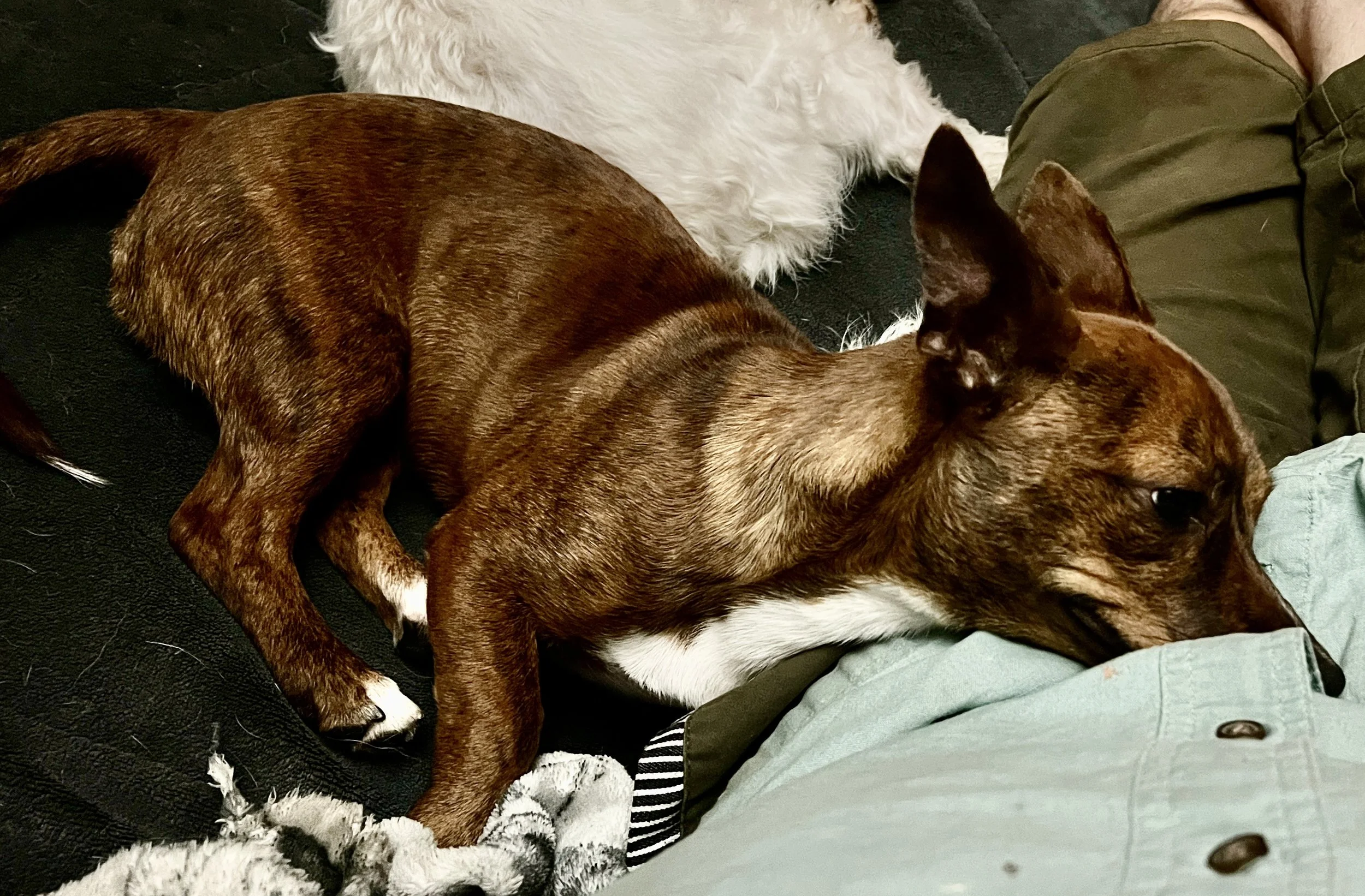 Available Dogs — Nobody's Perfekt Dogs and Cats