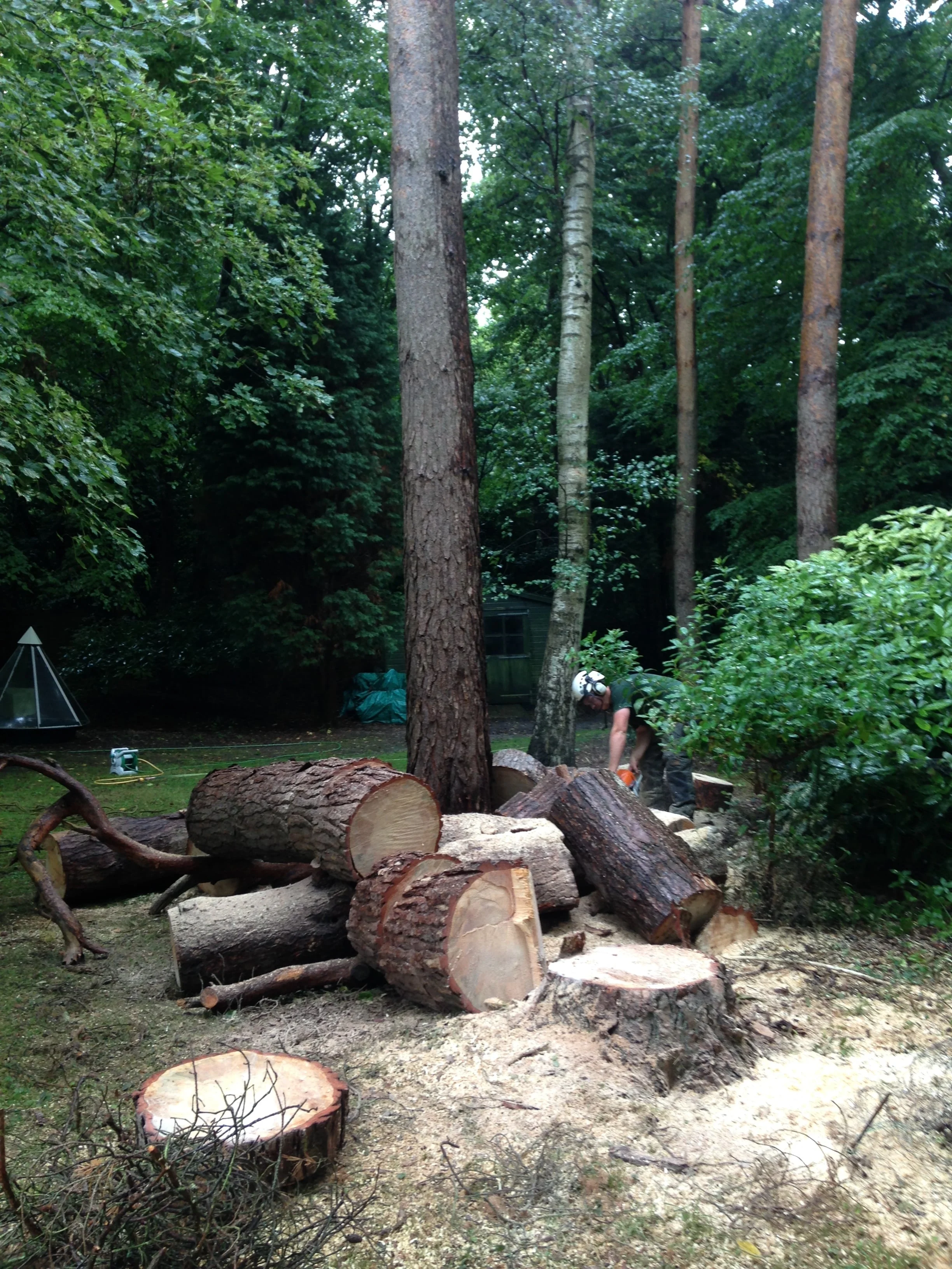 Ben Aldrich Tree Services