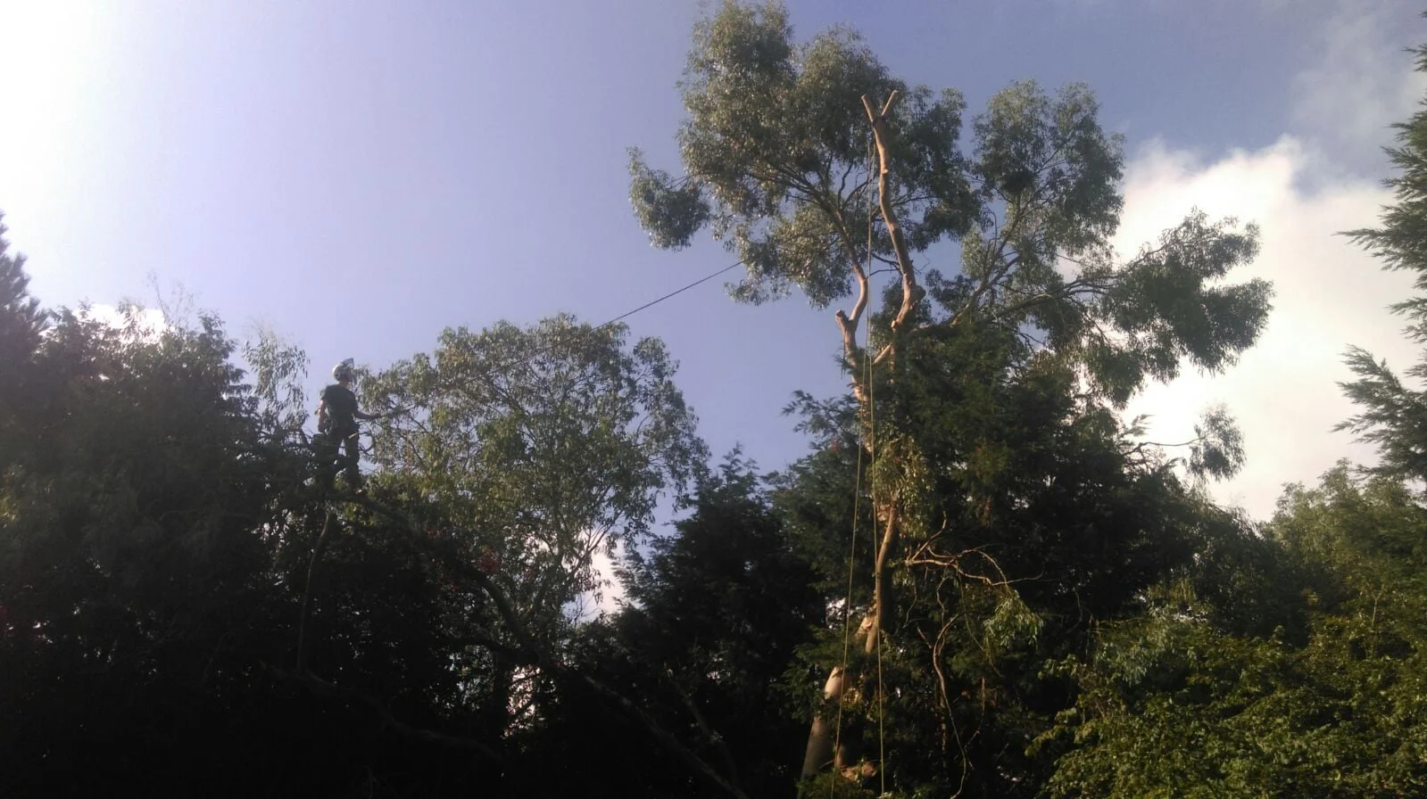 Ben Aldrich Tree Services