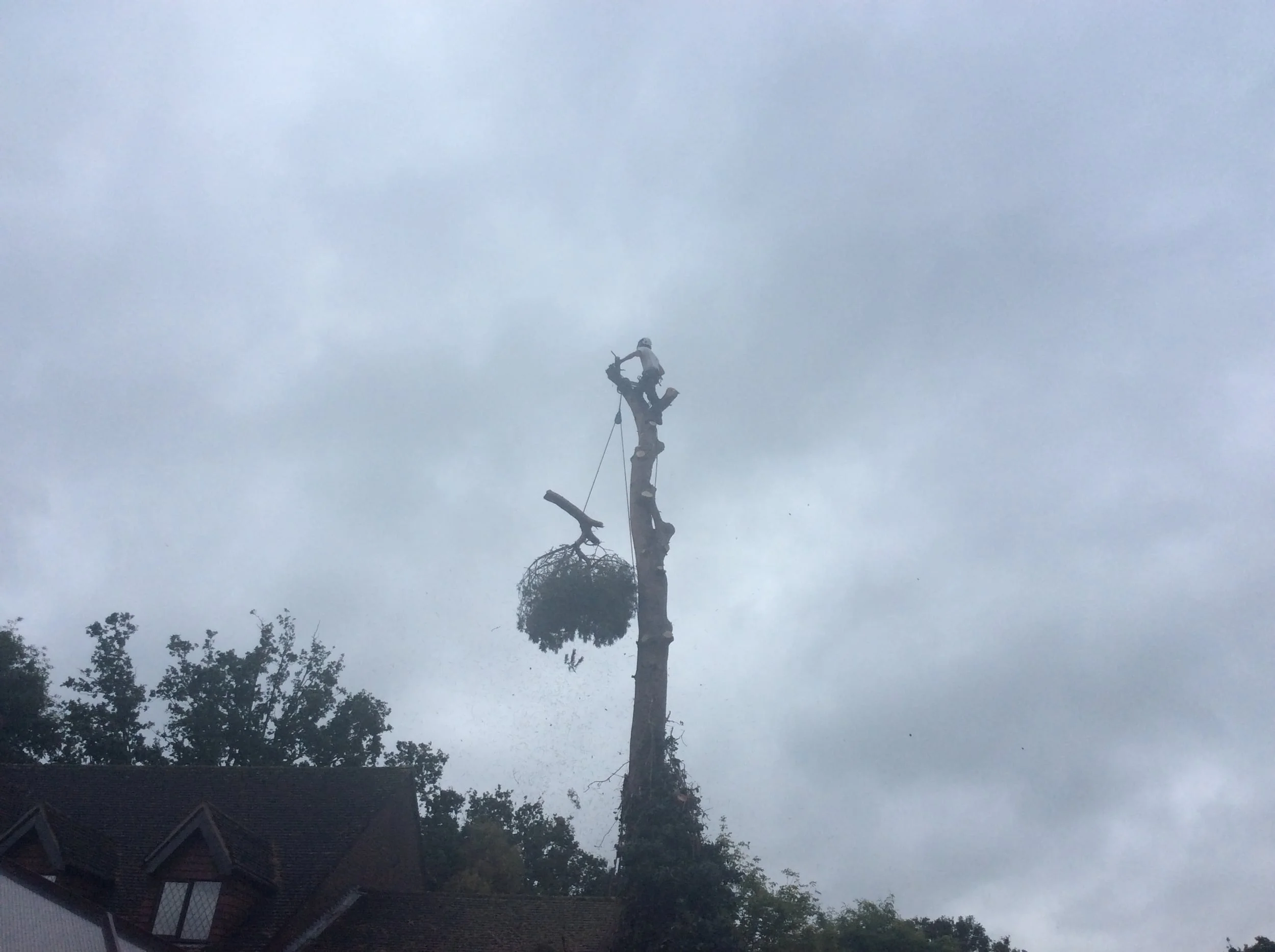 Ben Aldrich Tree Services