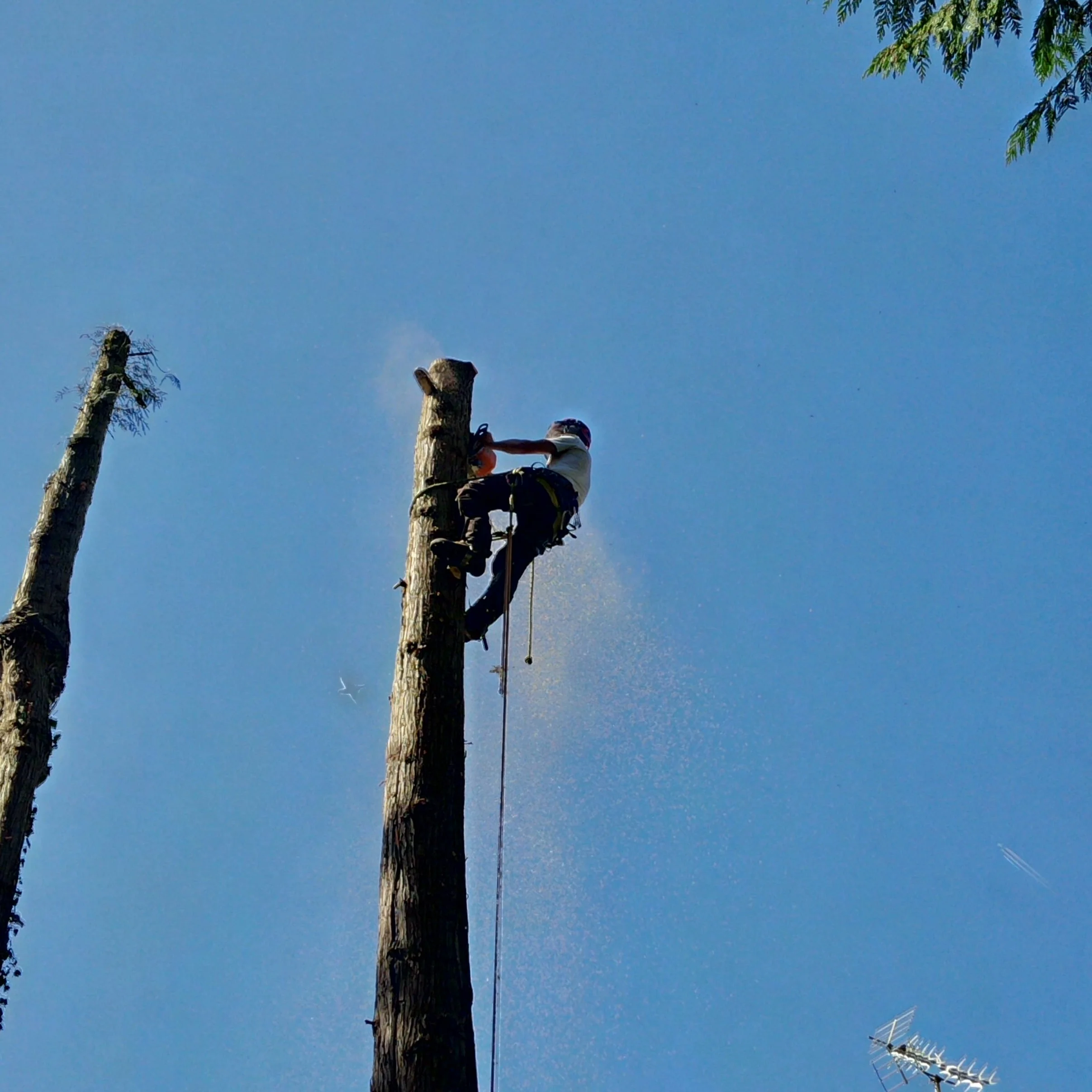 Ben Aldrich Tree Services