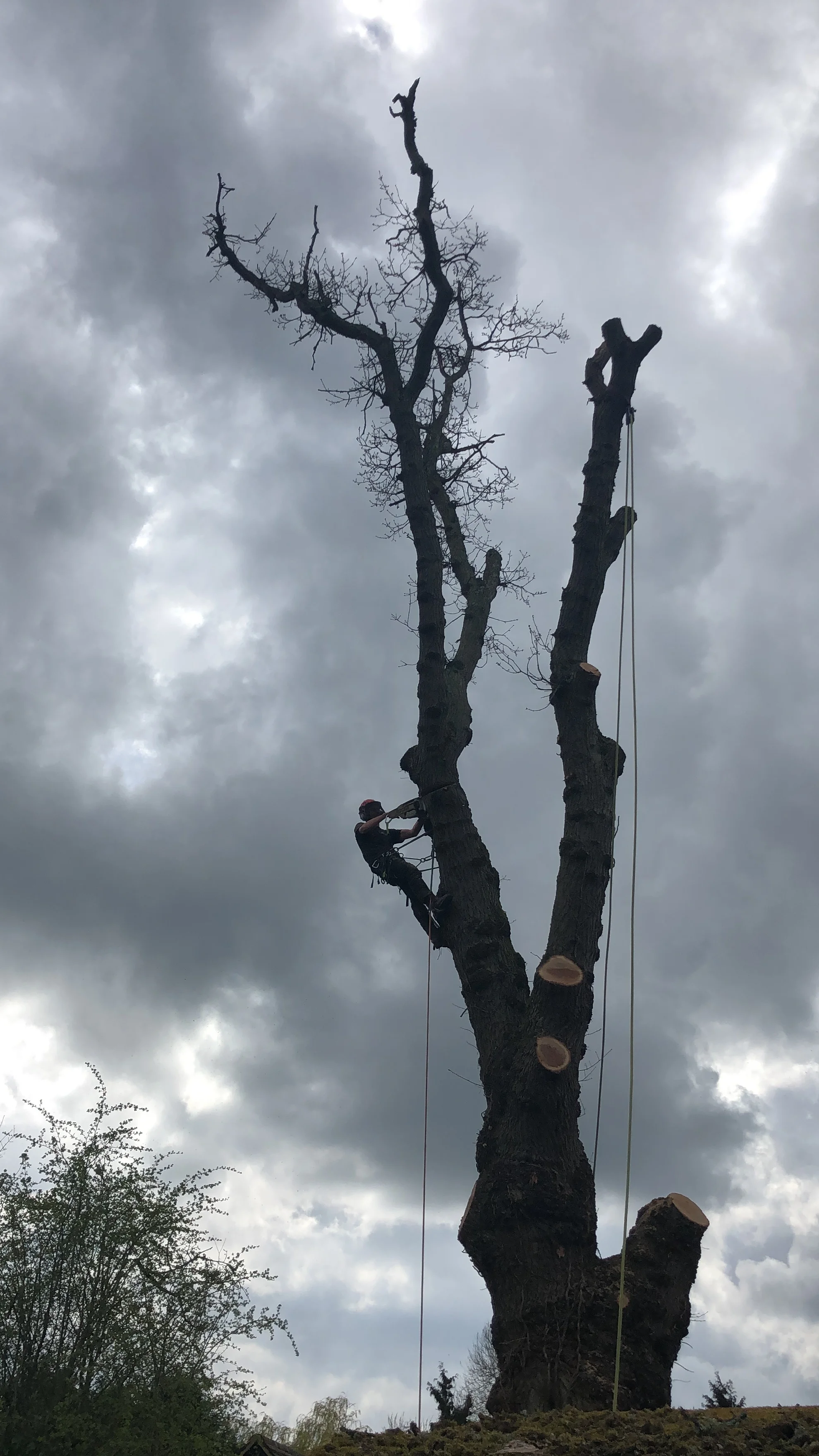 Ben Aldrich Tree Services