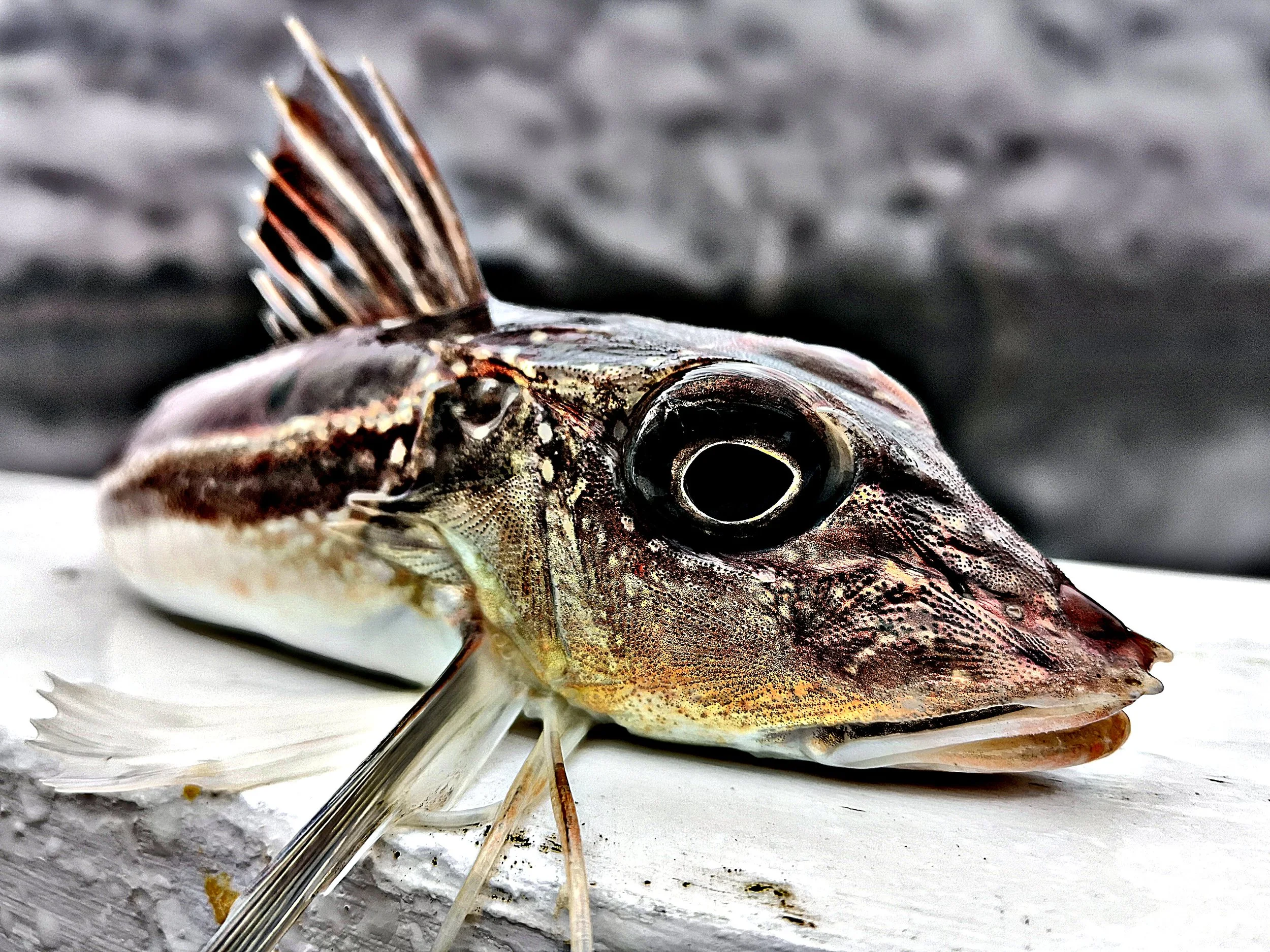 Fish our chefs caught — Fjærland Fjordstove