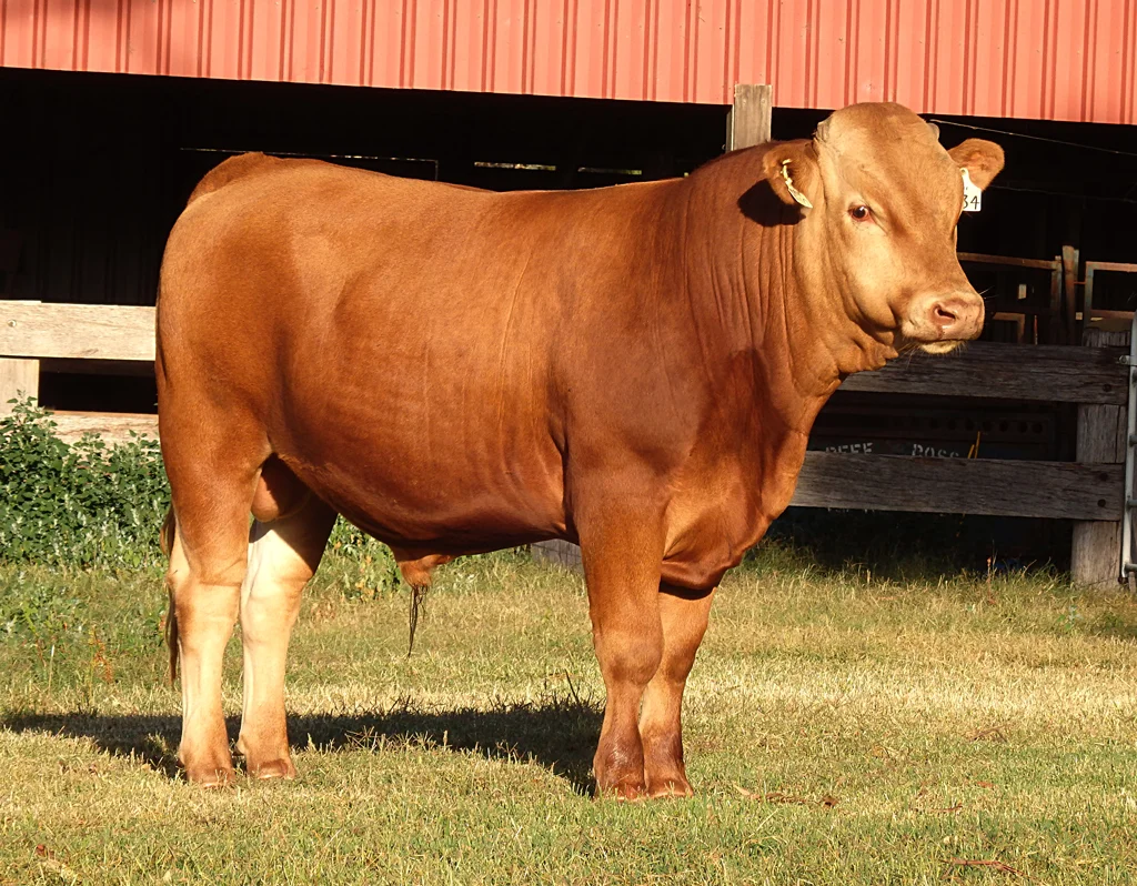 Home — ACADEMY RED WAGYU