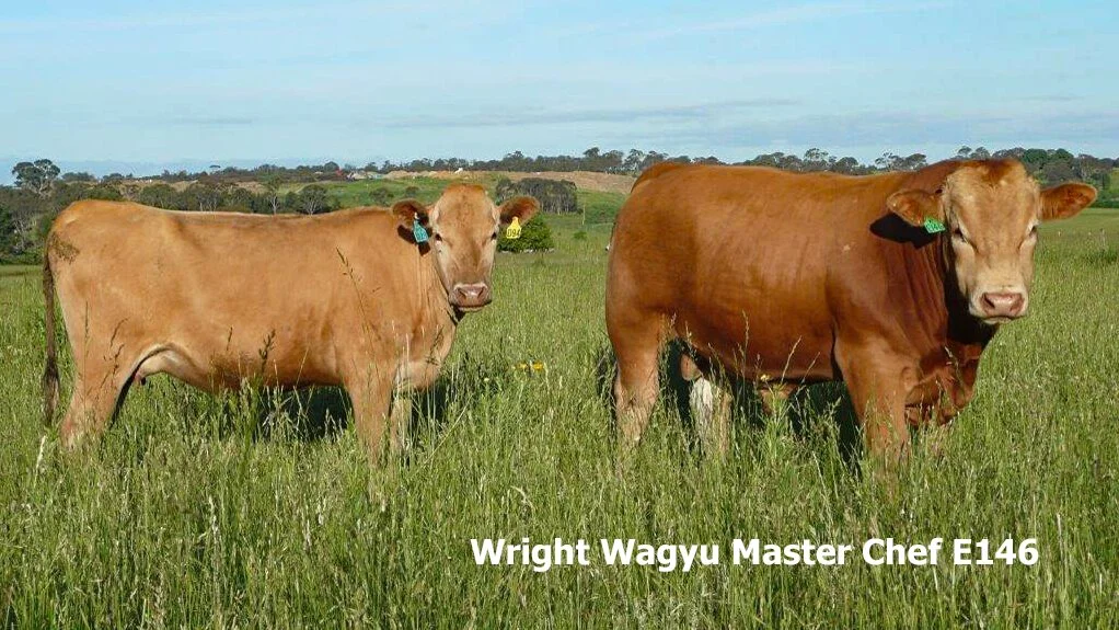 ACADEMY RED WAGYU