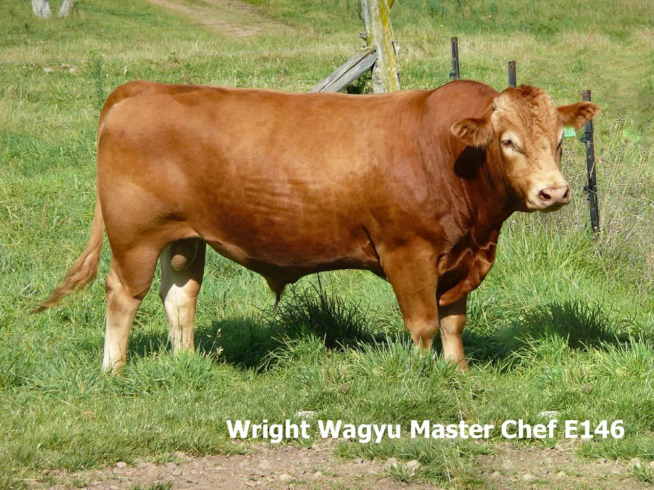 The Wright Wagyu Master Chef E146 — ACADEMY RED WAGYU