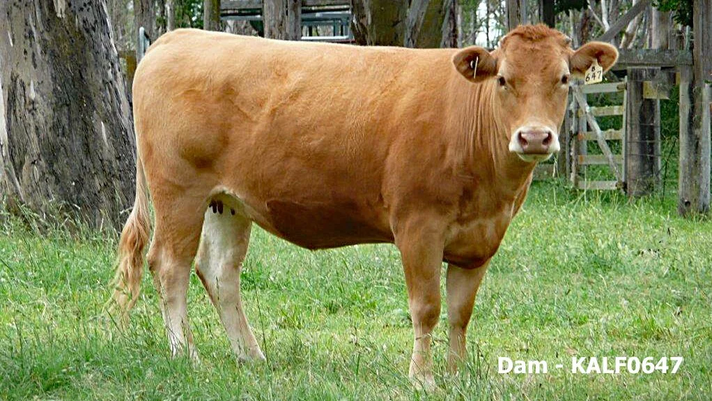 Academy International P107 - VERY HIGH PERFORMING AKAUSHI BULL ...