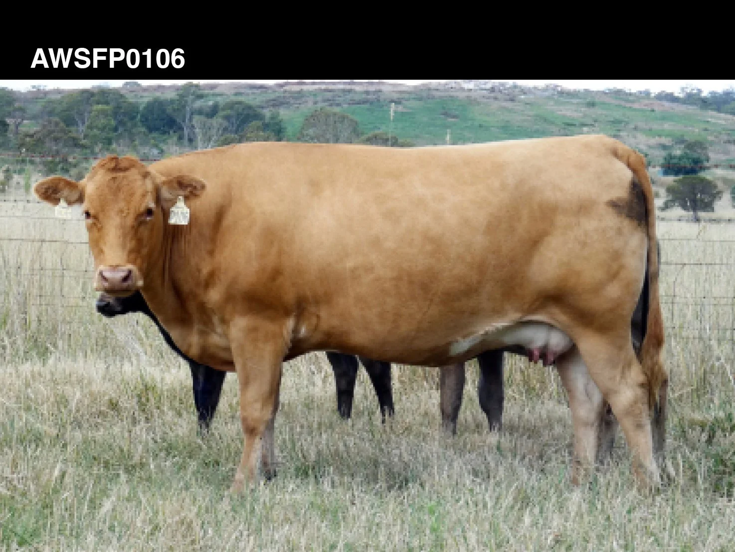 Our Cattle — ACADEMY RED WAGYU