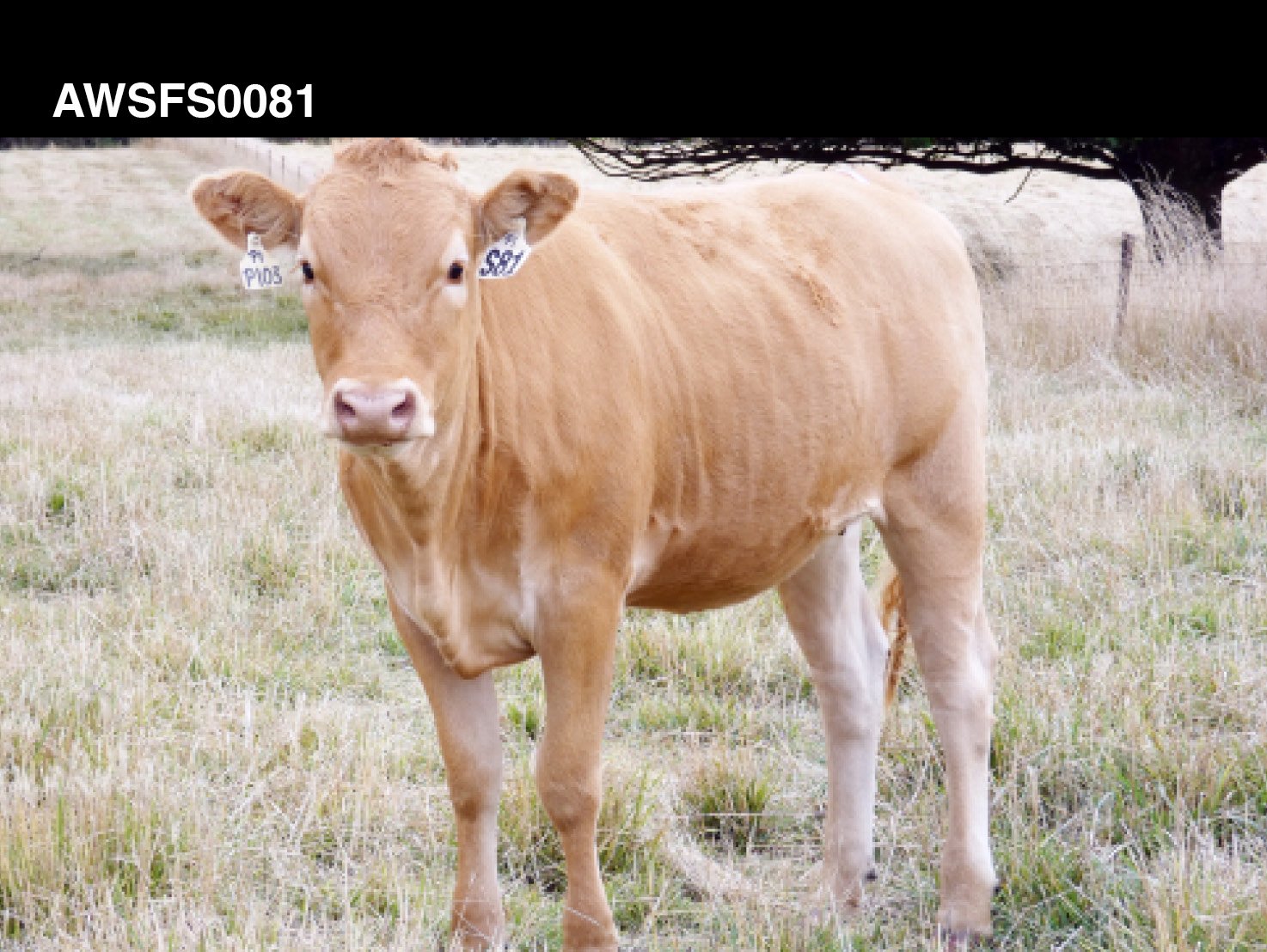 Our Cattle — ACADEMY RED WAGYU