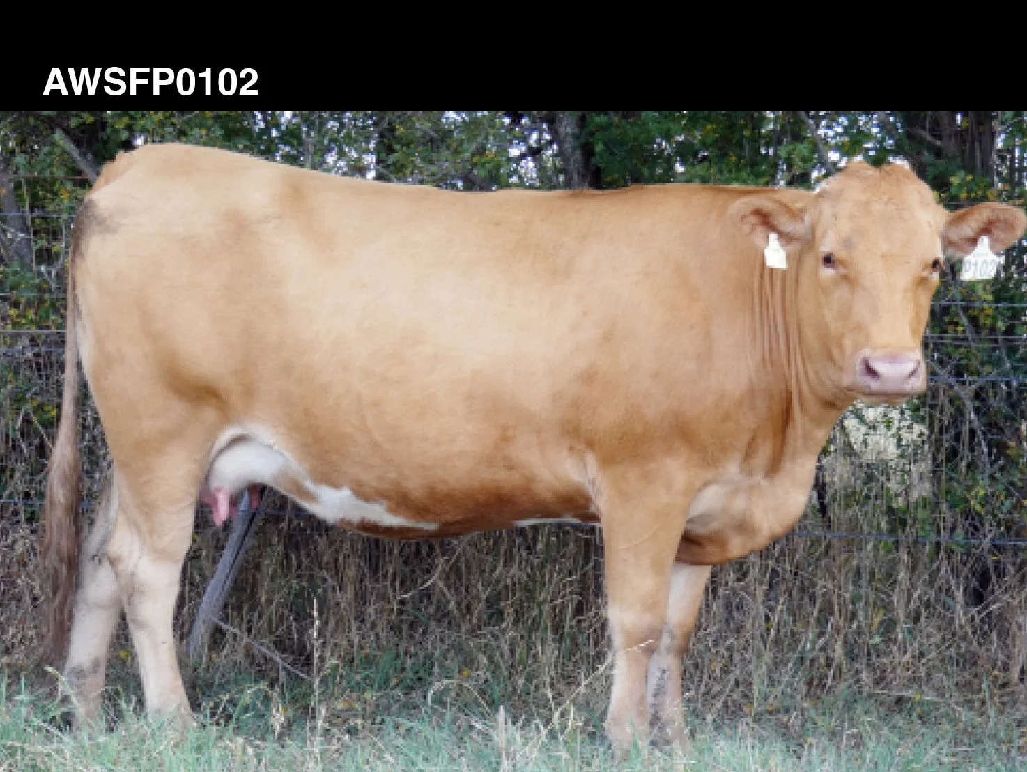 Our Cattle — ACADEMY RED WAGYU