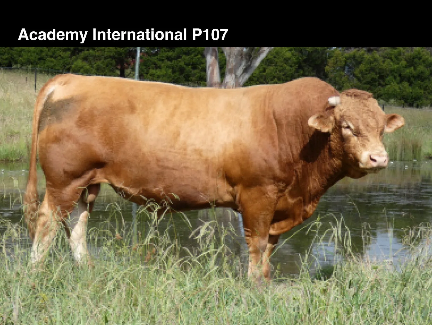 Our Cattle — ACADEMY RED WAGYU