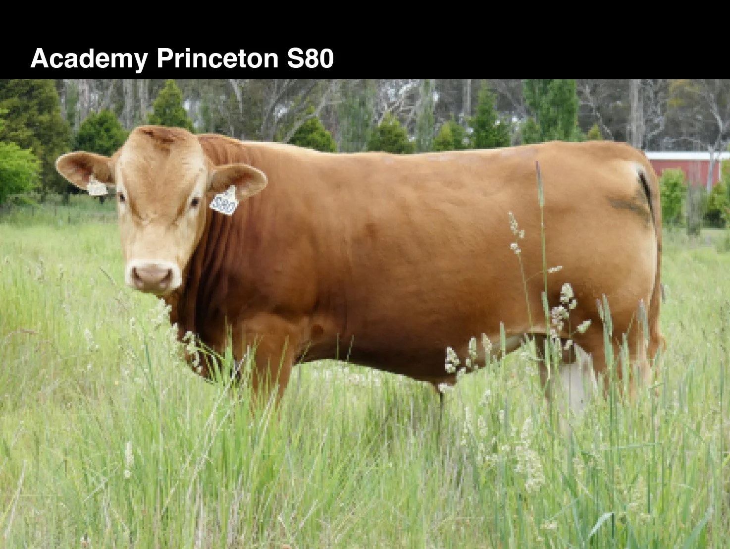 Our Cattle — ACADEMY RED WAGYU