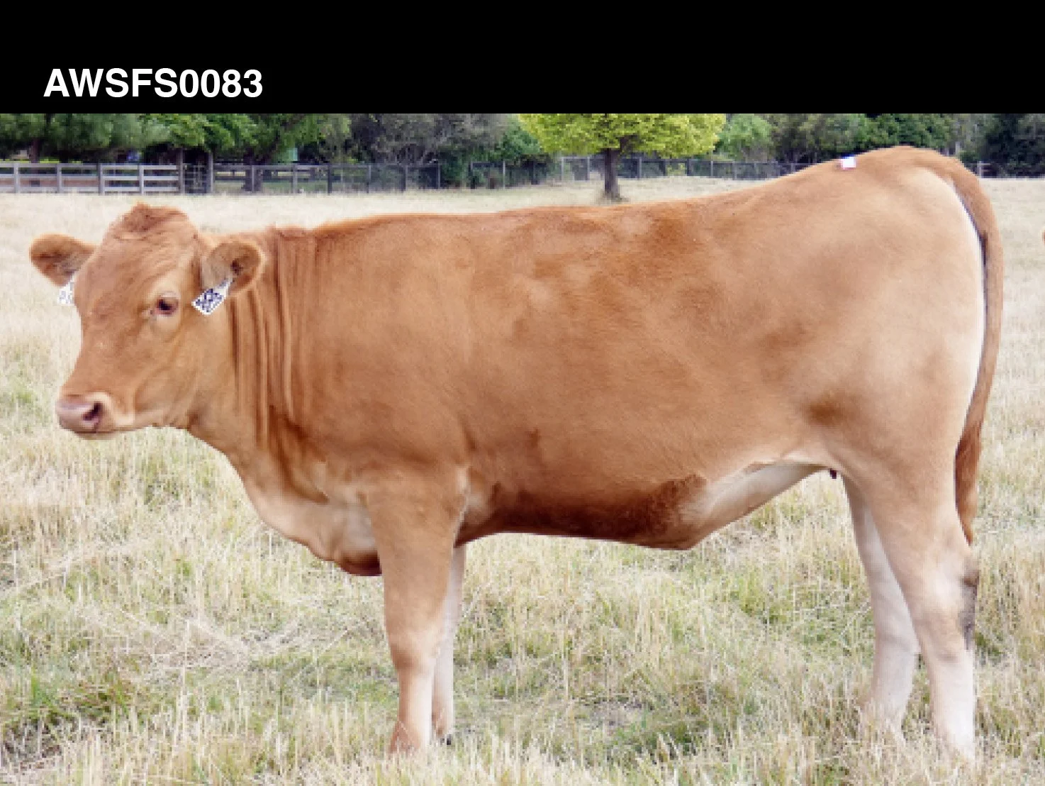 Our Cattle — ACADEMY RED WAGYU