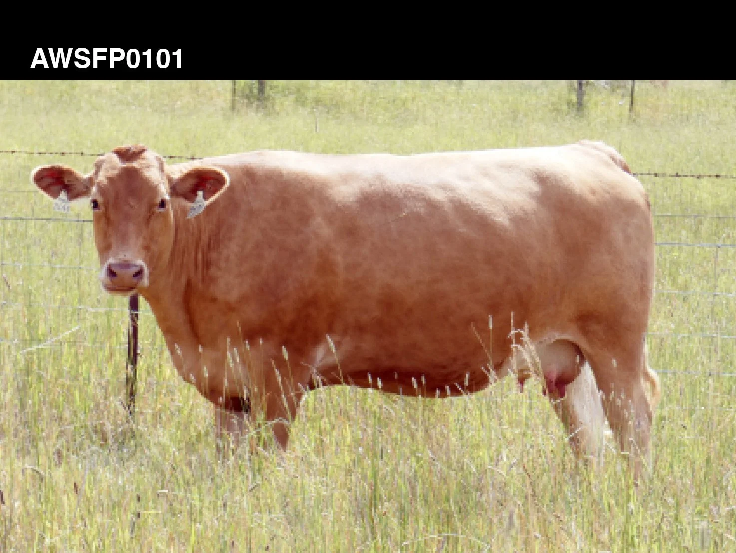 Our Cattle — ACADEMY RED WAGYU