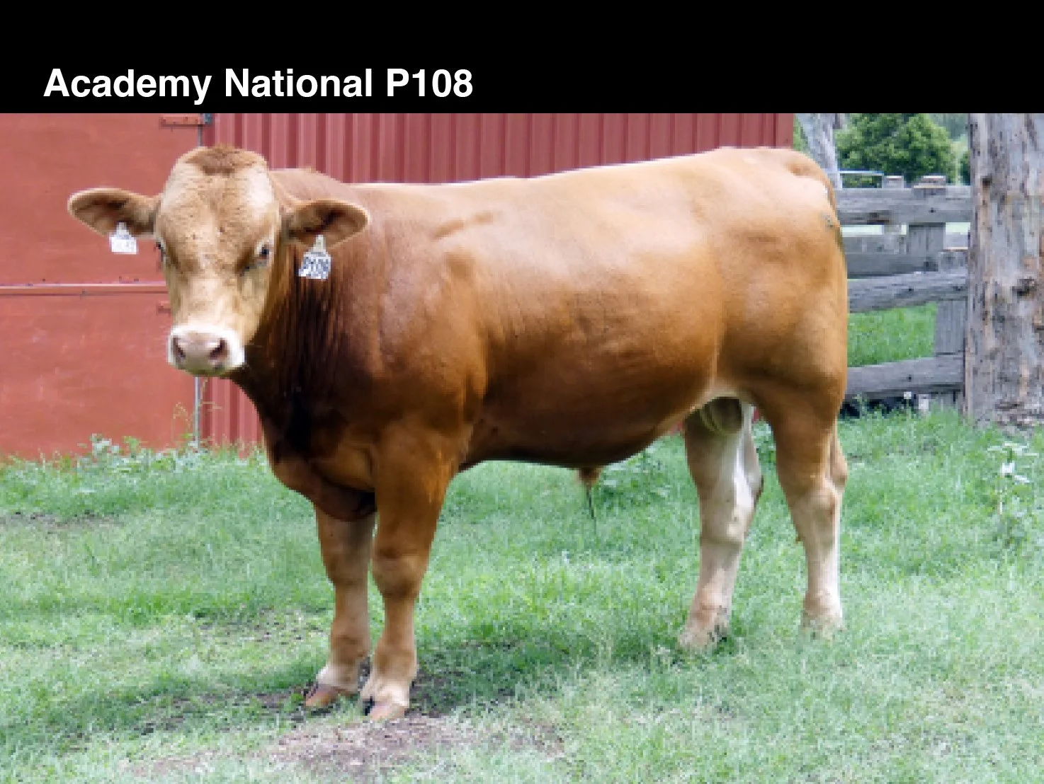 Our Cattle — ACADEMY RED WAGYU