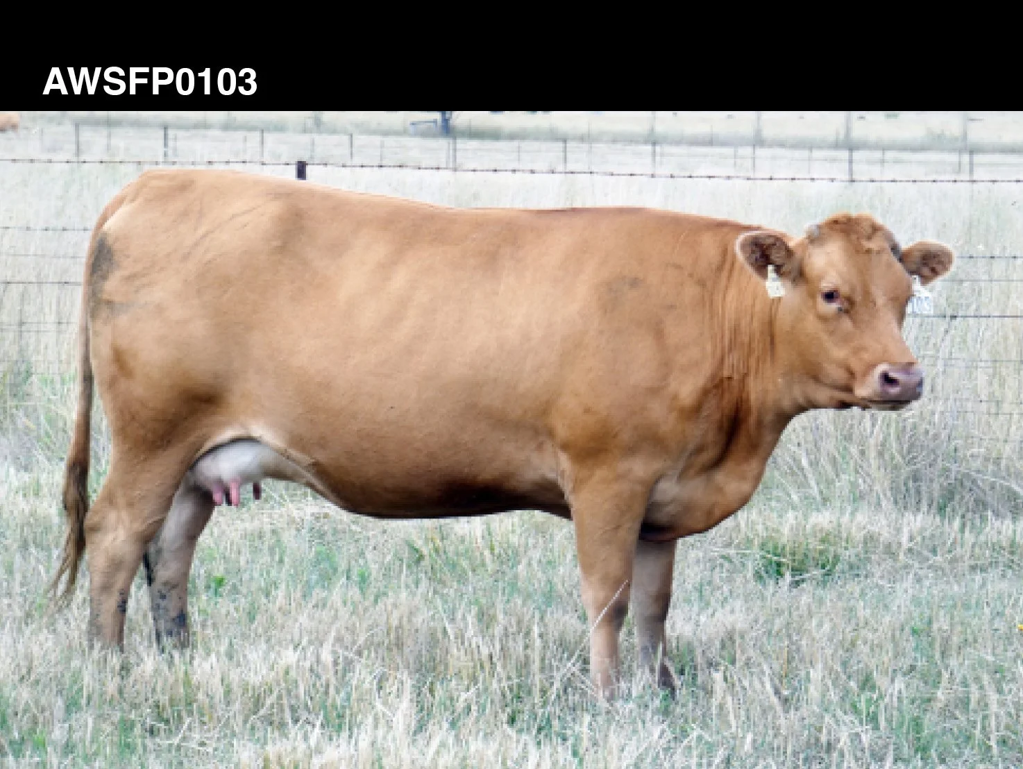 Our Cattle — ACADEMY RED WAGYU