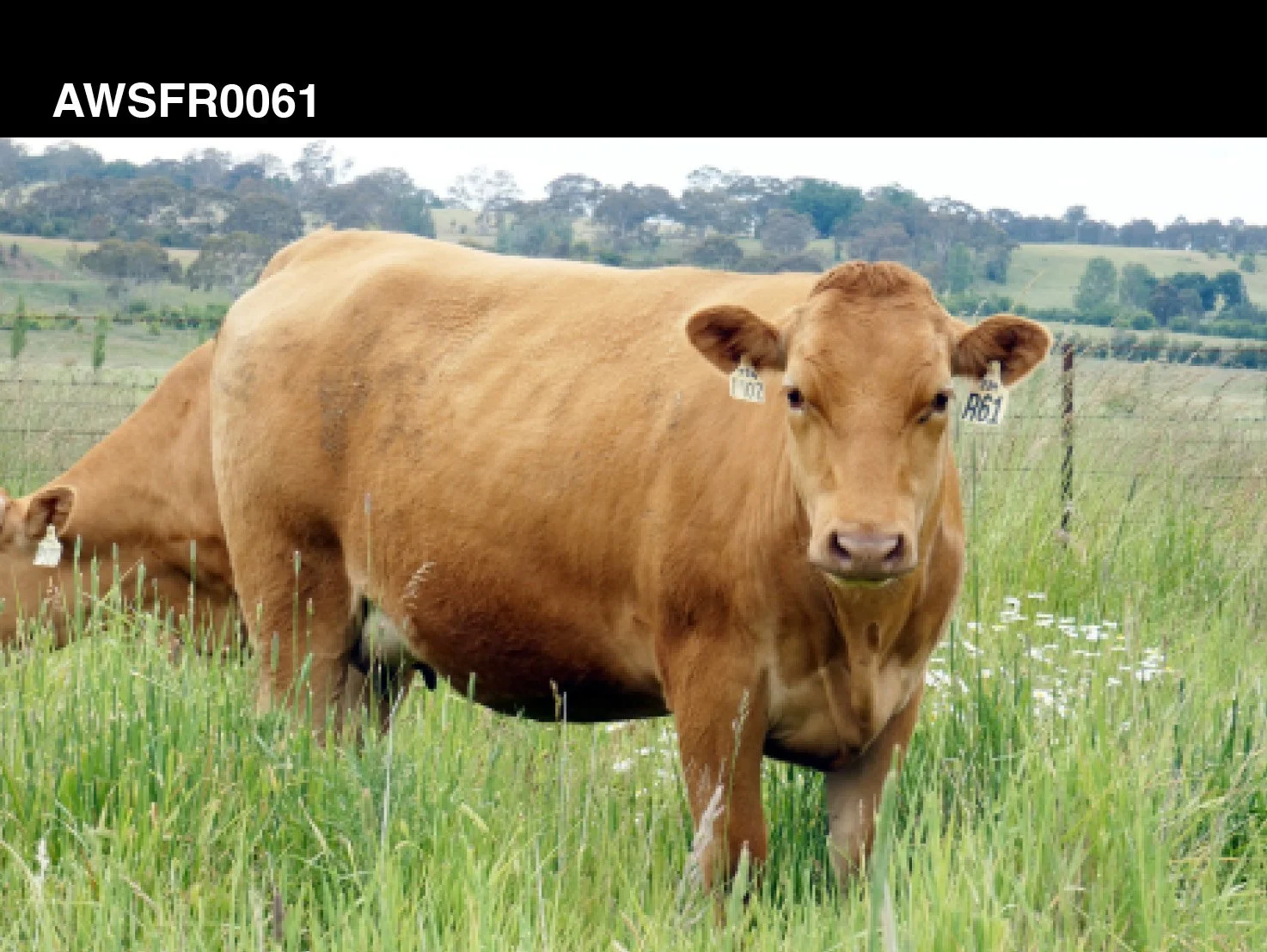 Our Cattle — ACADEMY RED WAGYU