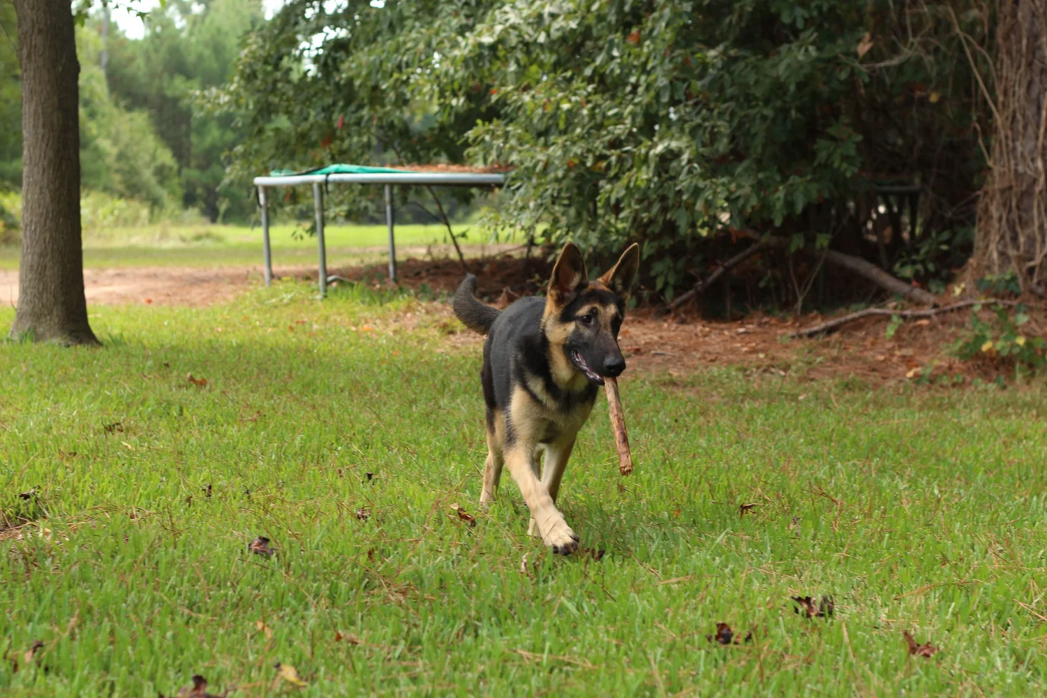 Are There German Shepherds In Texas