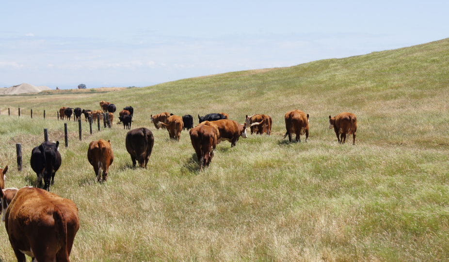 Mehrten Ranch
