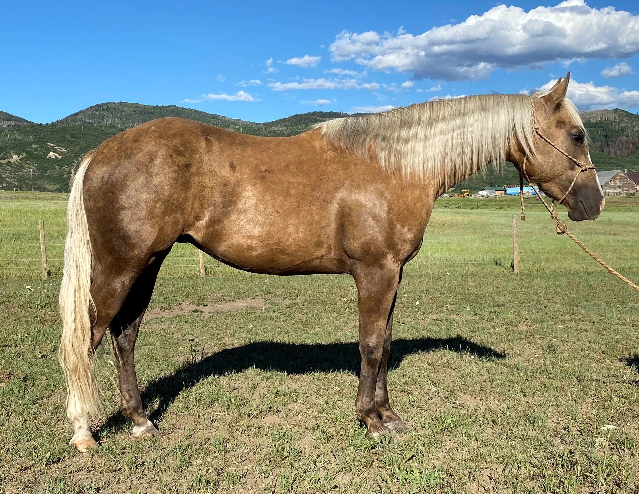 Chocolate Palomino Quarter Horses
