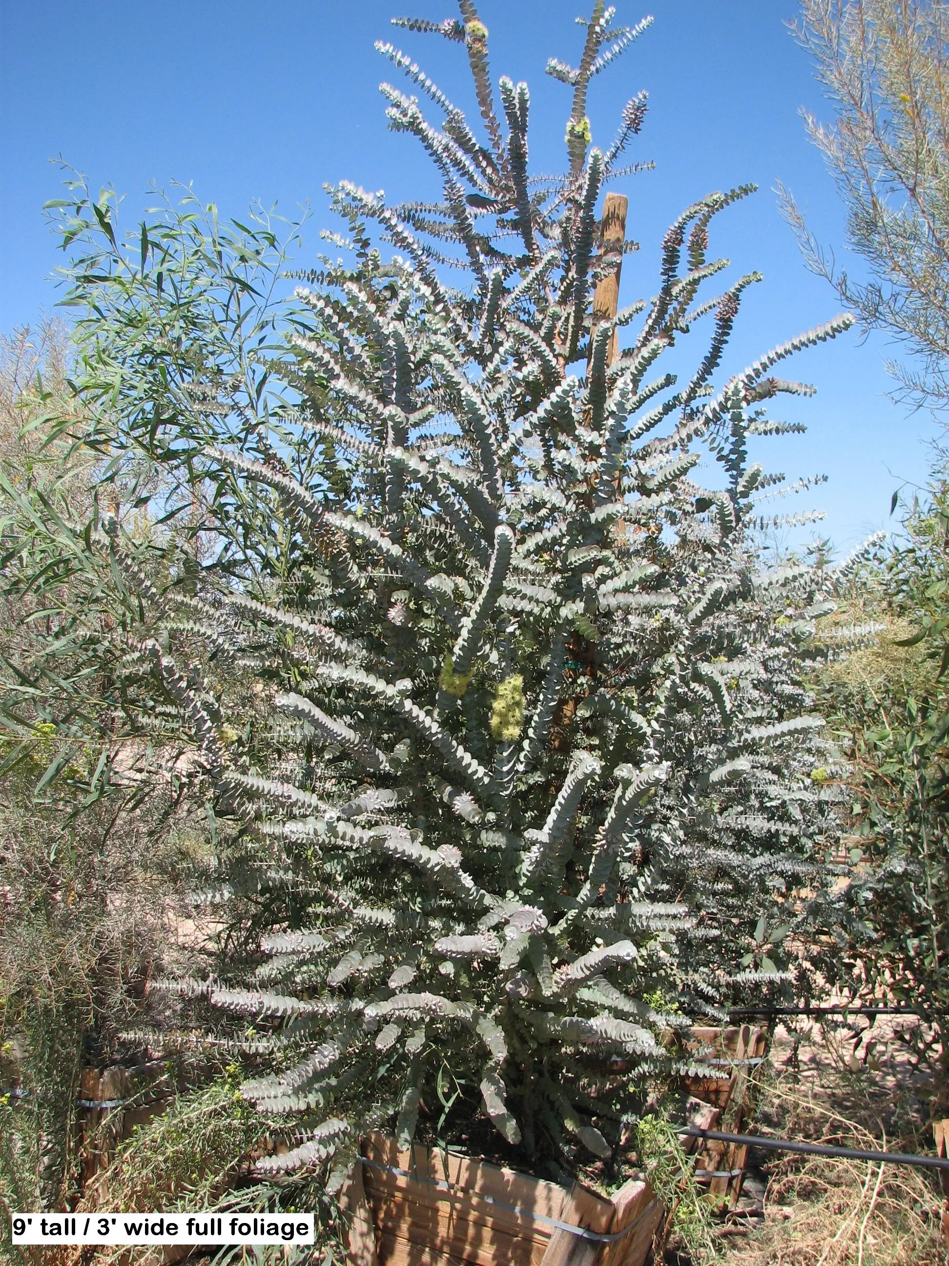 EUCALYPTUS Kruseana - Kruses's Bookleaf Mallee — Australian Outback ...