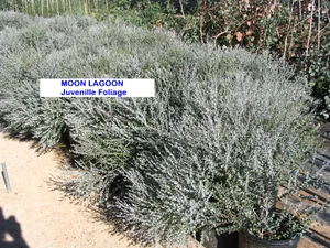 EUCALYPTUS - Moon Lagoon — Australian Outback Plants - Native Plant ...