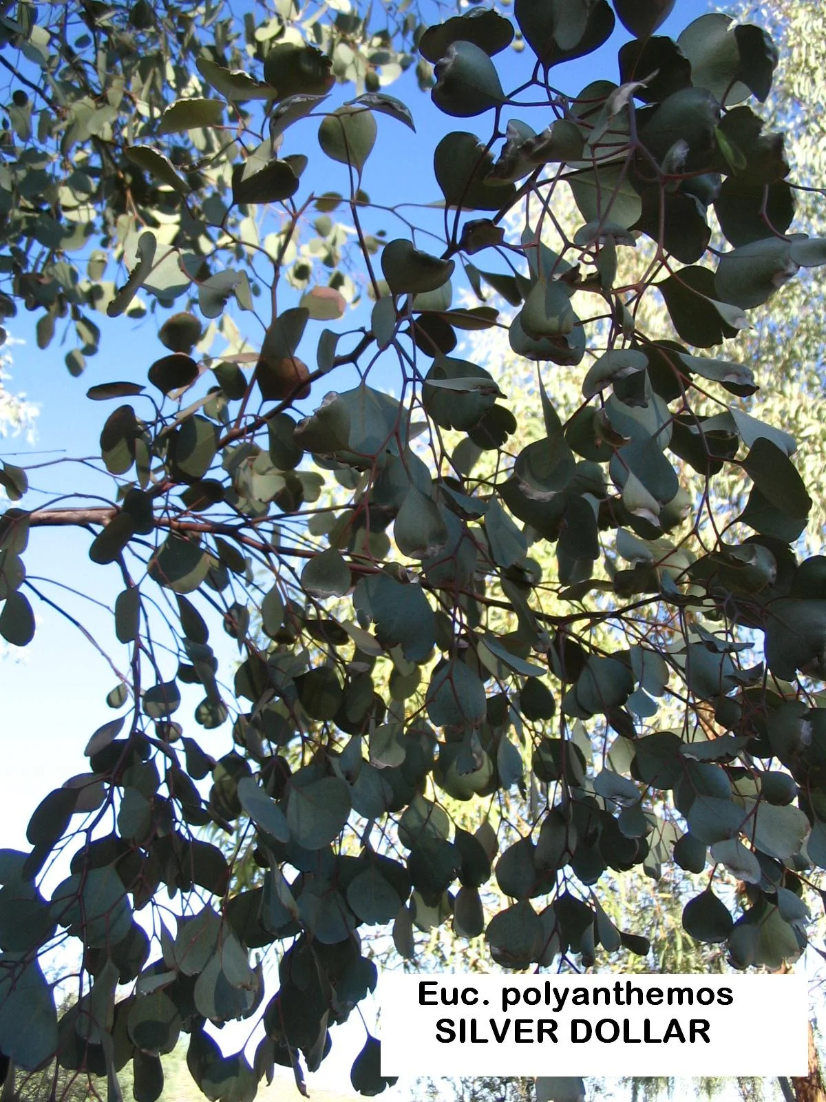 EUCALYPTUS Polyanthemos - Silver Dollar Gum — Australian Outback Plants ...