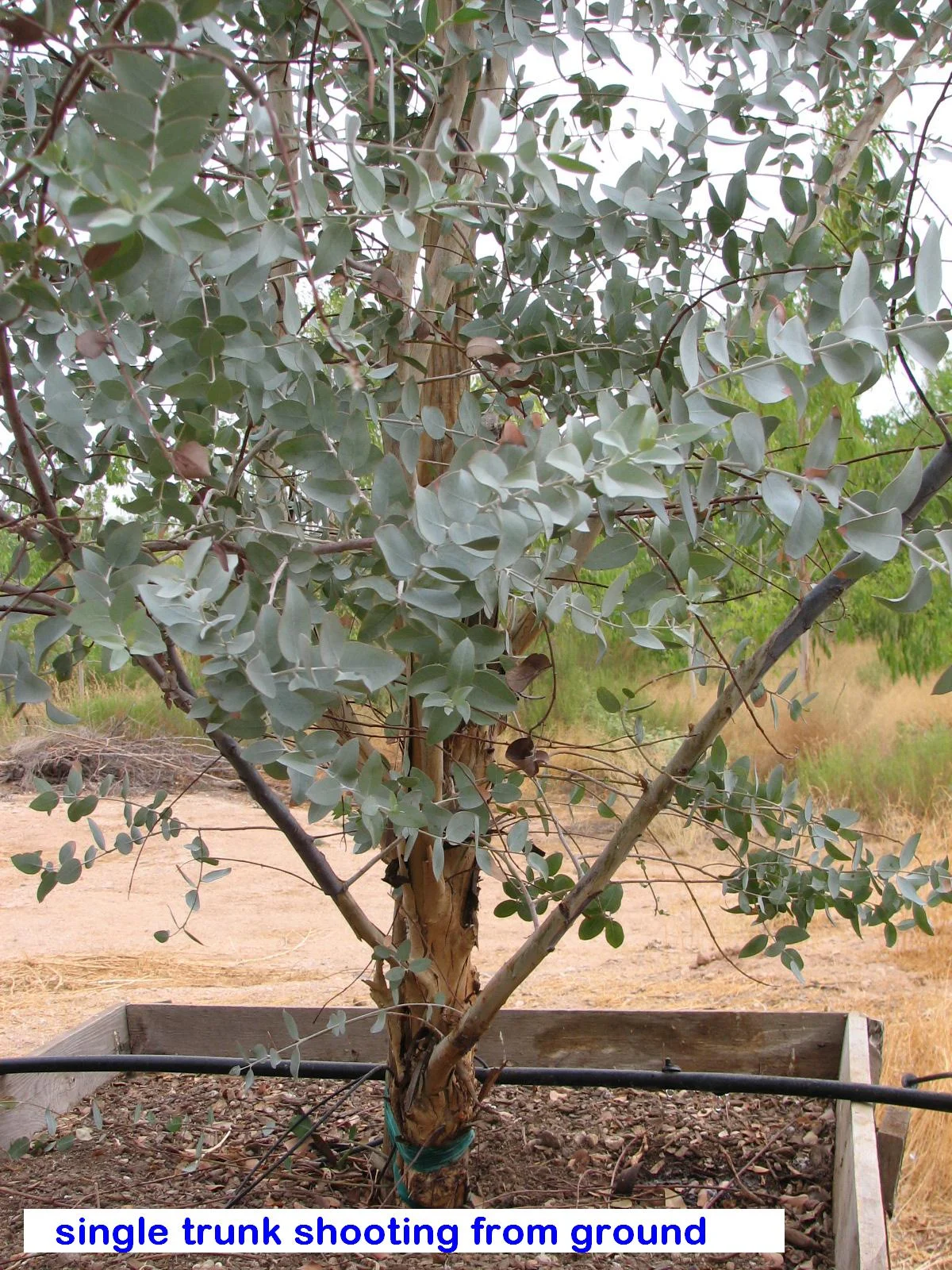 EUCALYPTUS Gilli - Curly Mallee — Australian Outback Plants - Native ...