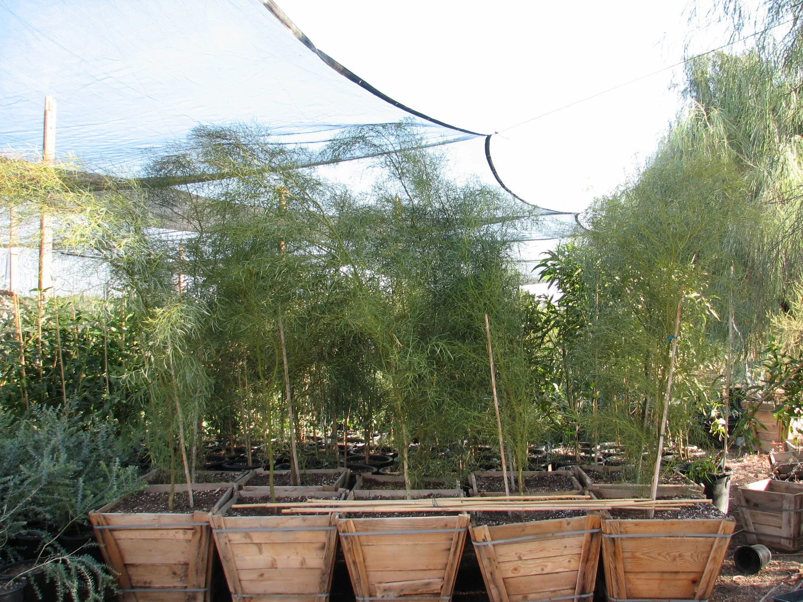 EUCALYPTUS Spathulata - Swamp Mallee — Australian Outback Plants ...
