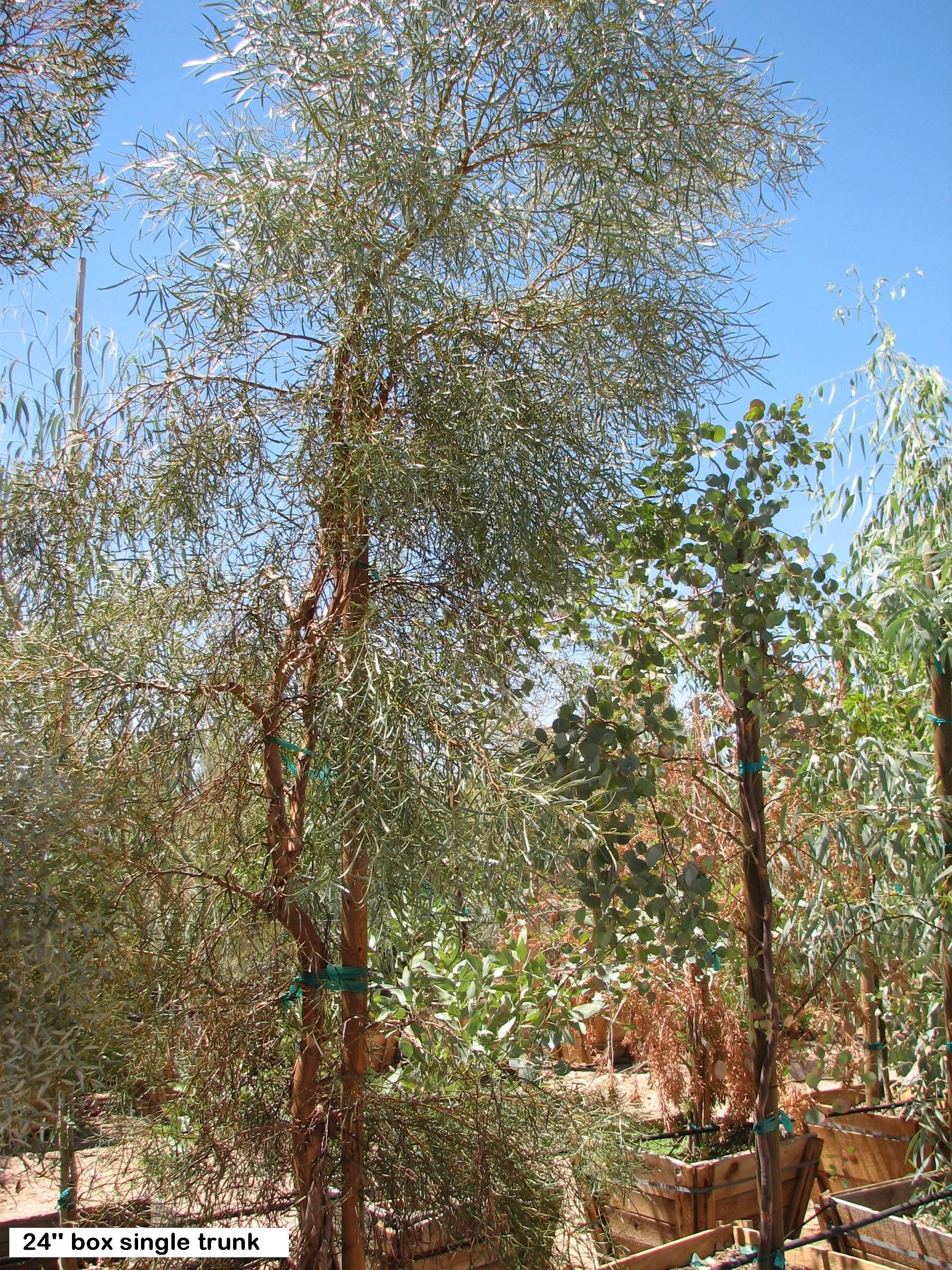 EUCALYPTUS Spathulata - Swamp Mallee — Australian Outback Plants ...