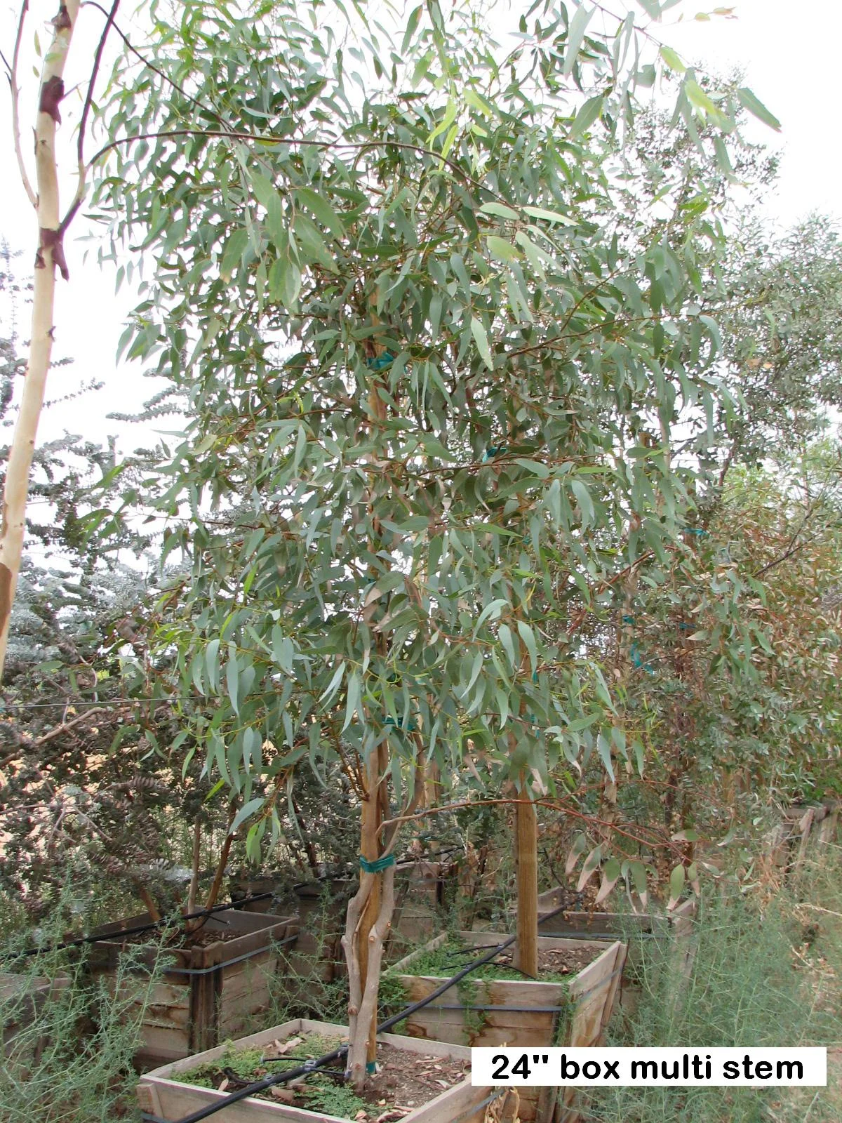 EUCALYPTUS Torquata - Coral Gum — Australian Outback Plants - Native ...