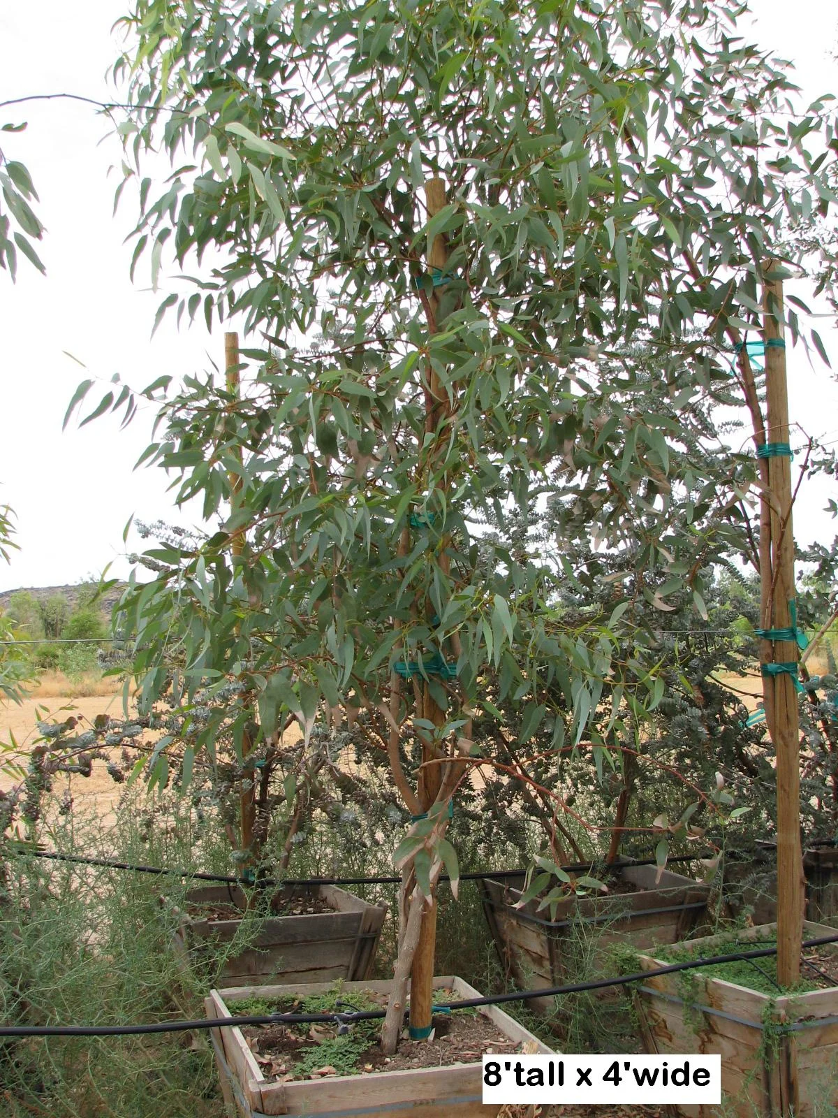 EUCALYPTUS Torquata - Coral Gum — Australian Outback Plants - Native ...