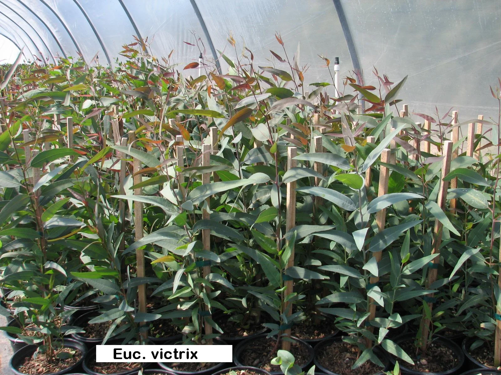 EUCALYPTUS Victrix - Coolibah — Australian Outback Plants - Native ...