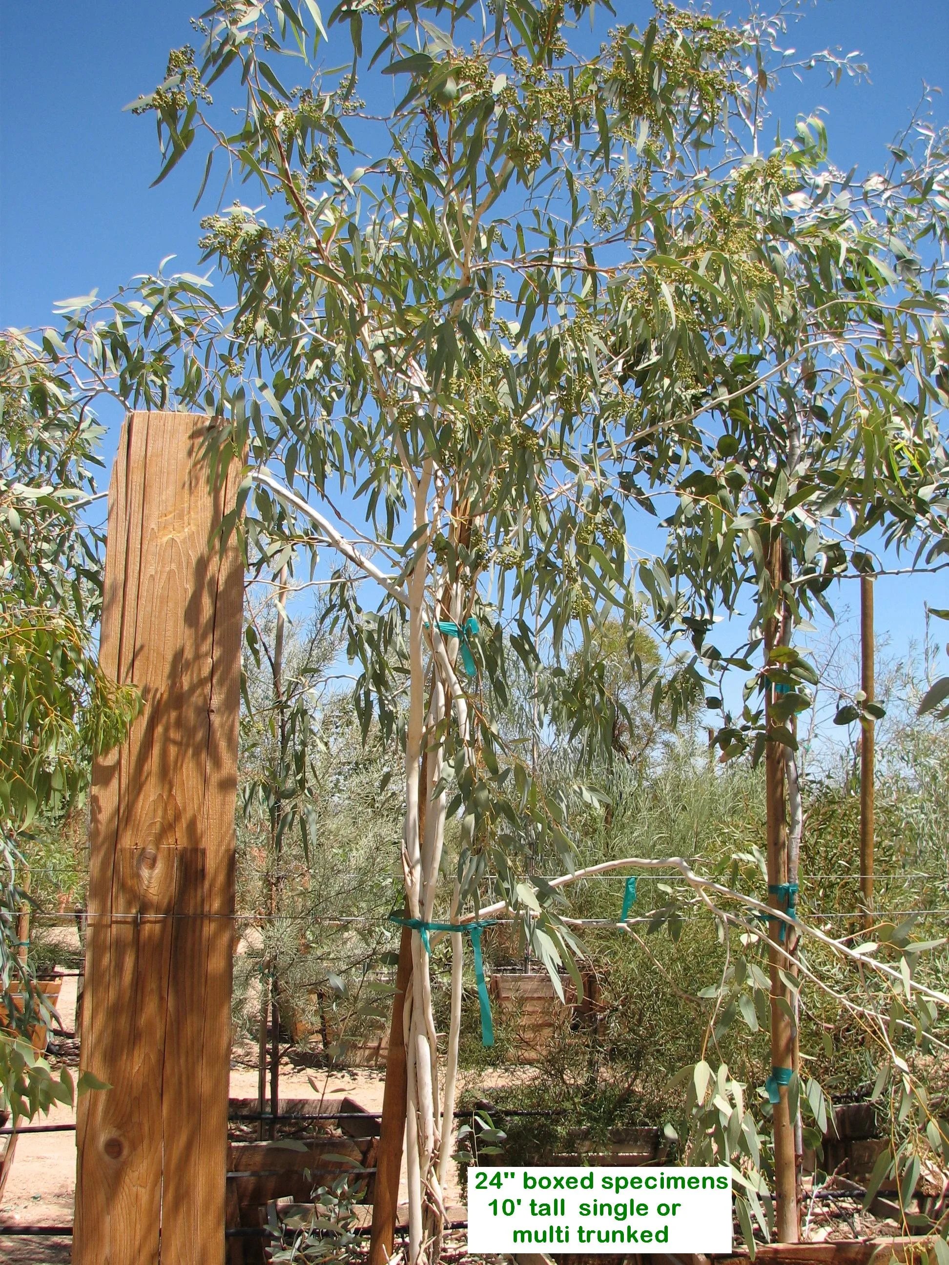 EUCALYPTUS Victrix - Coolibah — Australian Outback Plants - Native ...