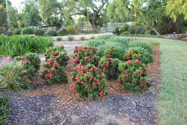 CALLISTEMON Viminalis ‘LJ23’ - Green John — Australian Outback Plants ...
