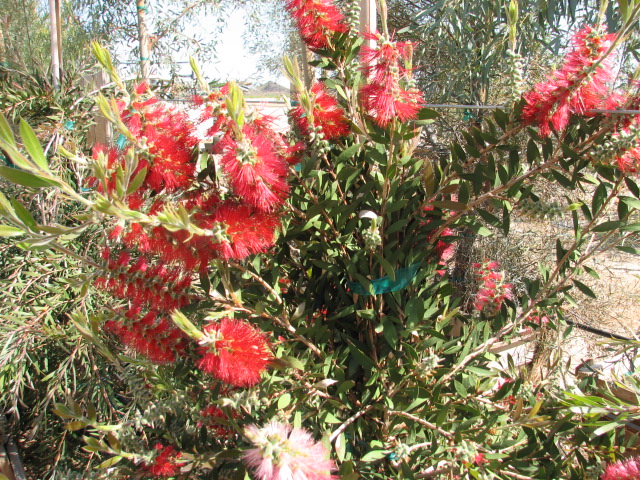CALLISTEMON Violacea - (C. lilacinus) — Australian Outback Plants ...
