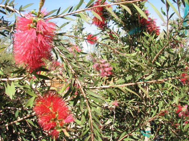 CALLISTEMON Violacea - (C. lilacinus) — Australian Outback Plants ...