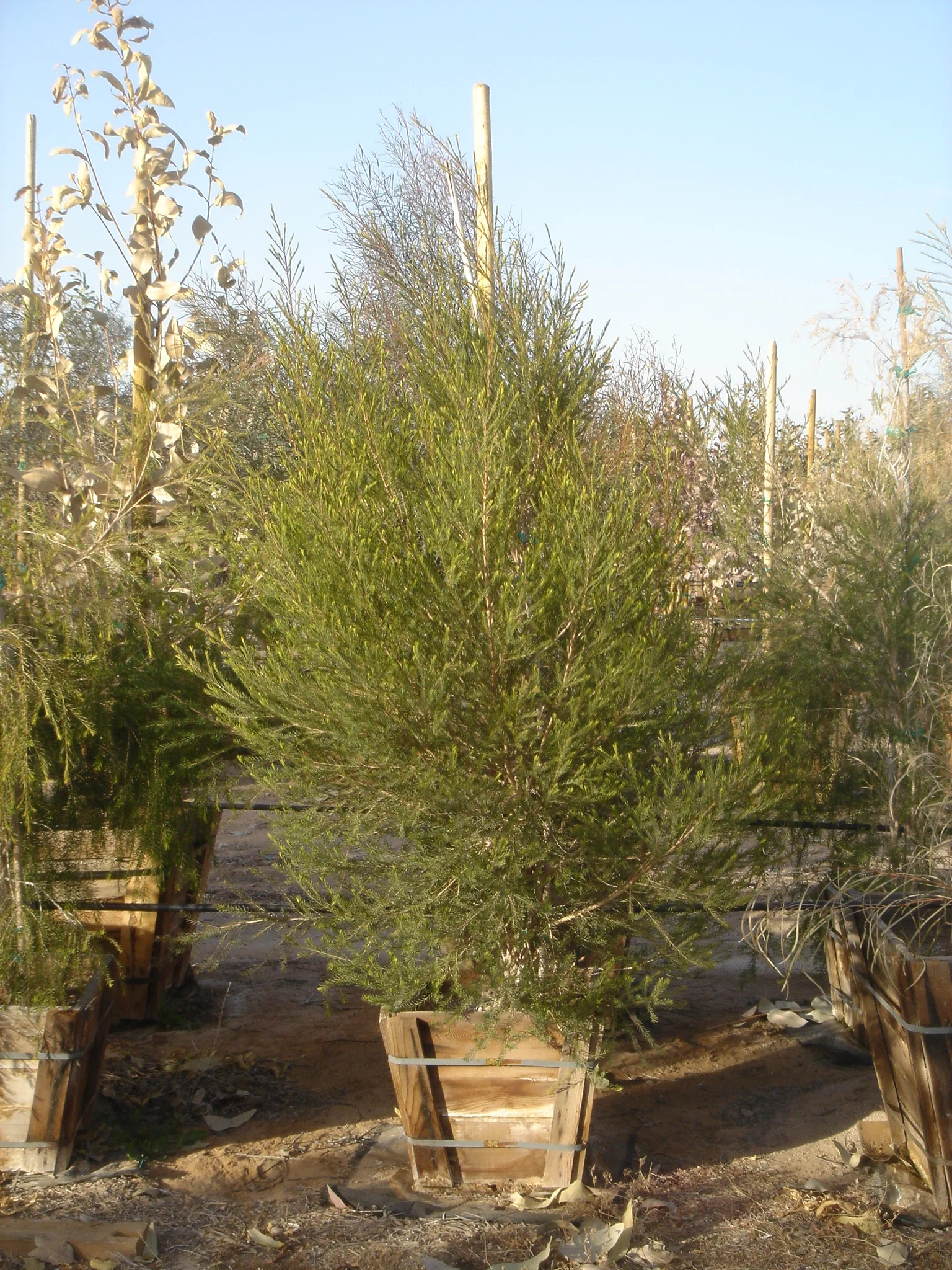 MELALEUCA Alternifolia - Medicinal Tea Tree Oil — Australian Outback Plants - Native Plant ...