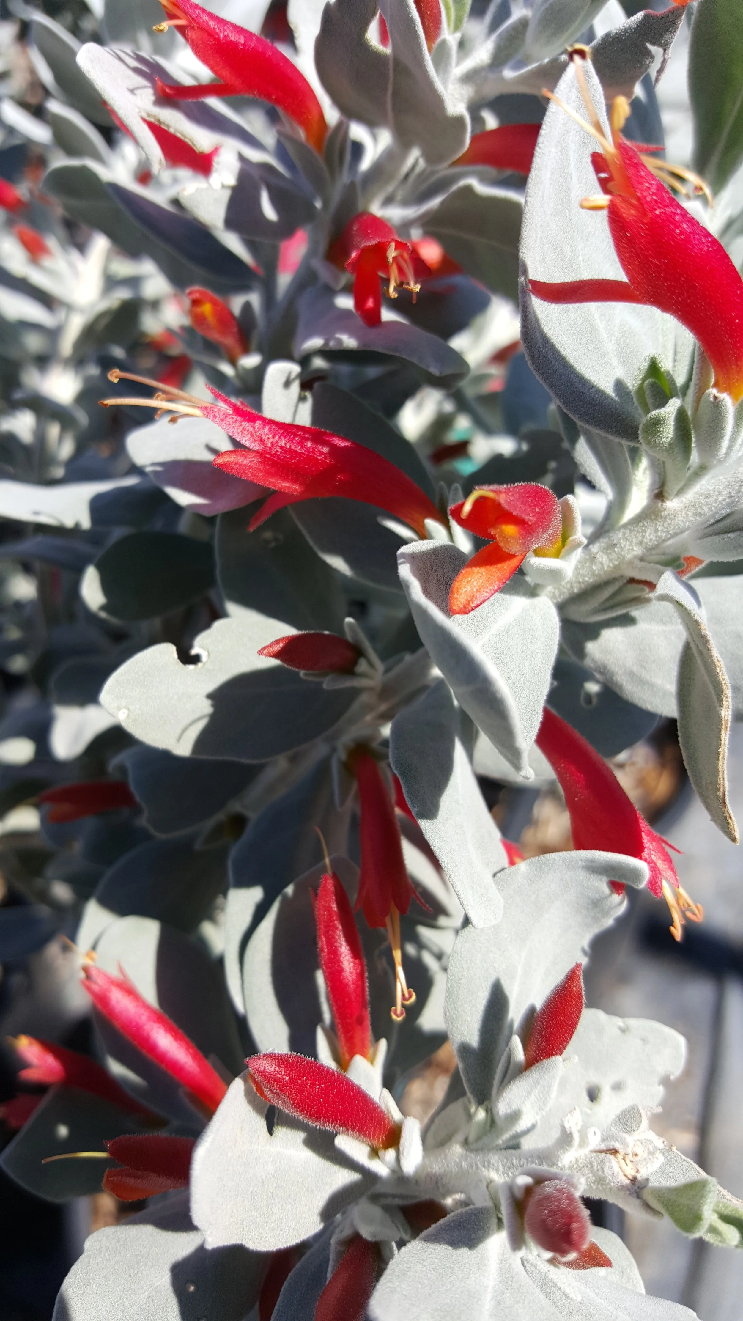 EREMOPHILA Glabra - Fire and Ice™ — Australian Outback Plants - Native ...