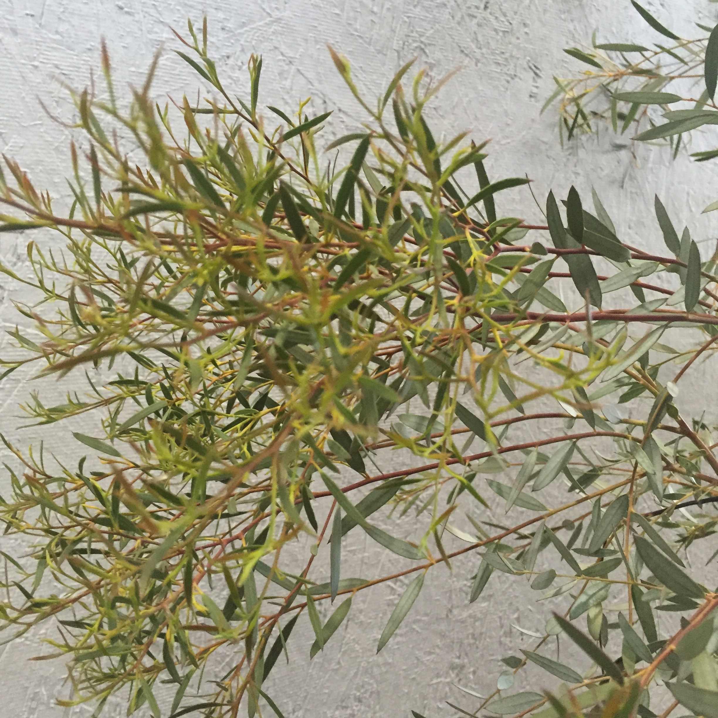 EUCALYPTUS - Moon Lagoon — Australian Outback Plants - Native Plant ...