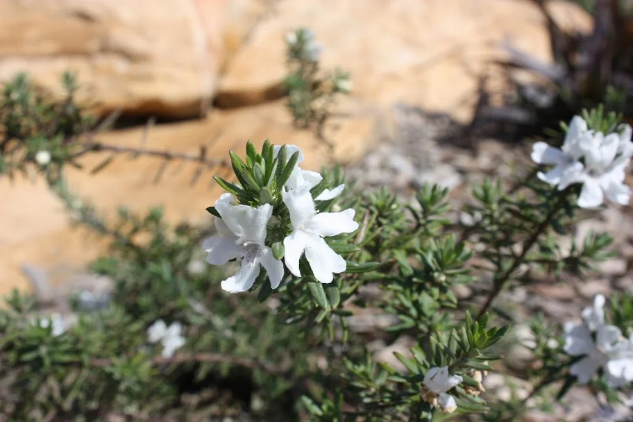 WESTRINGIA FRUTICOSA ‘WES05’ MUNDI™ — Australian Outback Plants ...