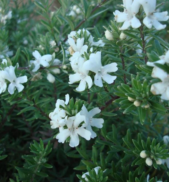 WESTRINGIA FRUTICOSA ‘WES05’ MUNDI™ — Australian Outback Plants ...