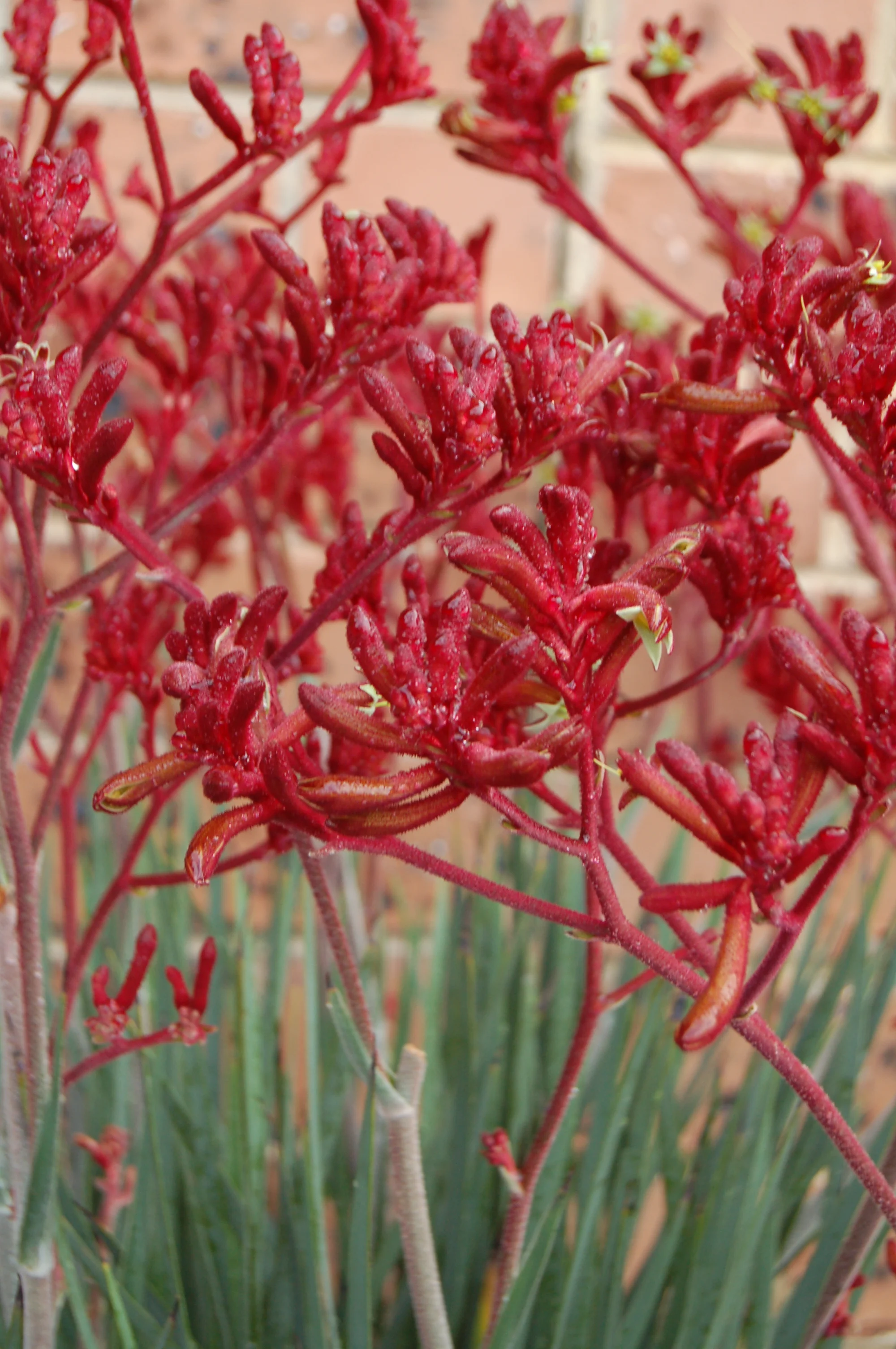 ANIGOZANTHOS Rufus - Backdraft™ — Australian Outback Plants - Native ...