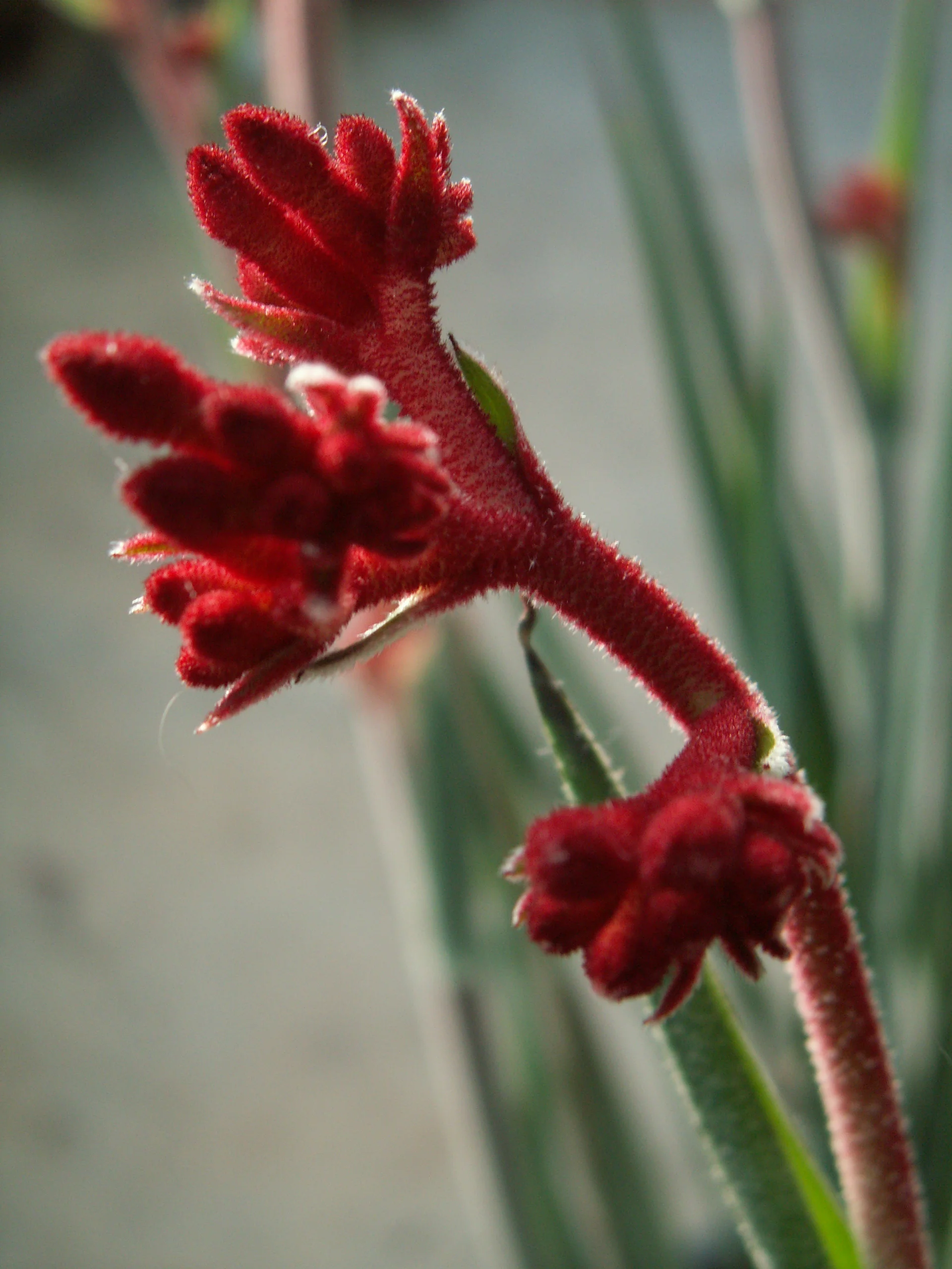 ANIGOZANTHOS Rufus - Backdraft™ — Australian Outback Plants - Native ...