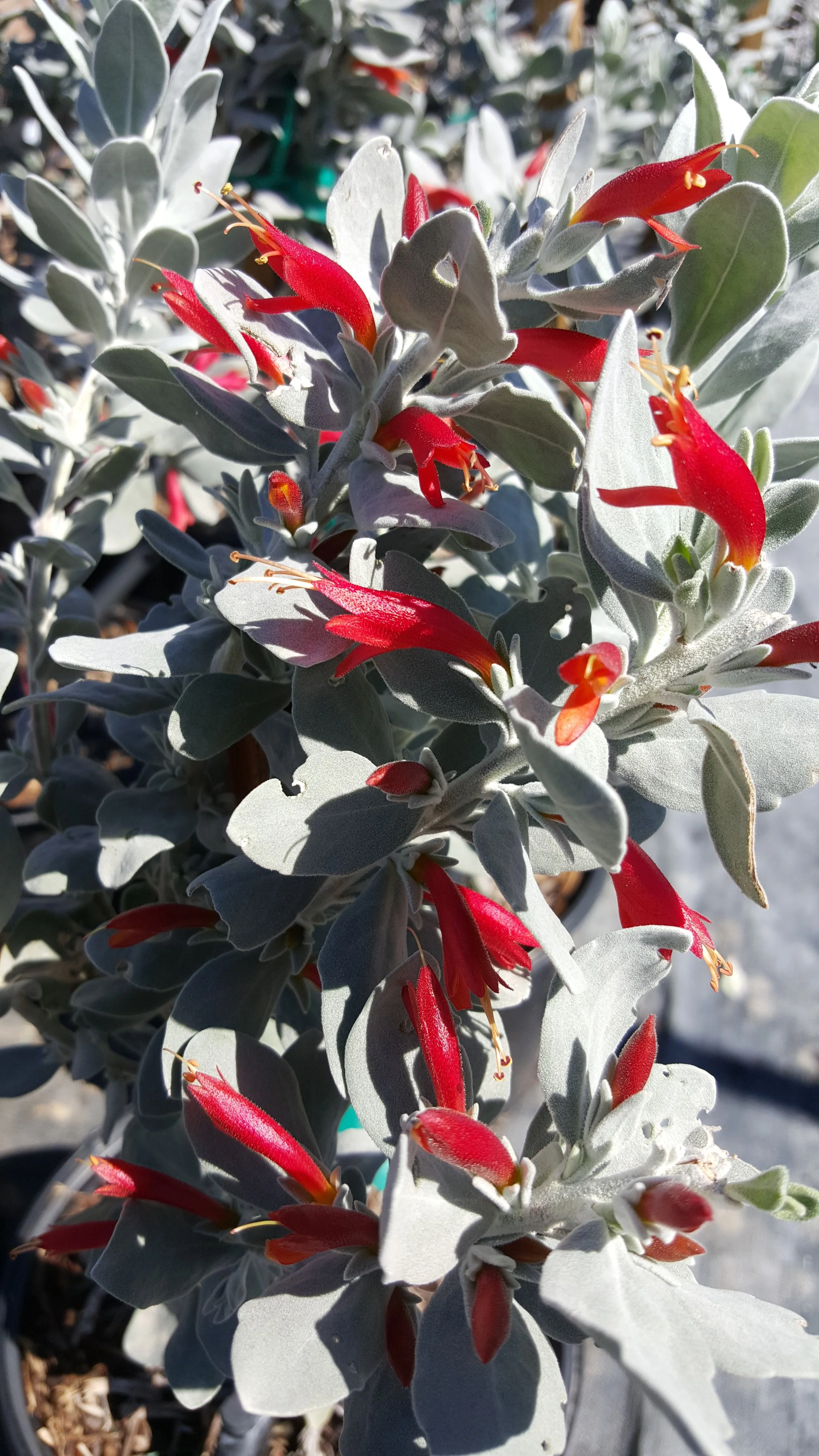 IN STOCK NOW - Eremophila glabra Fire and Ice™ — Australian Outback ...