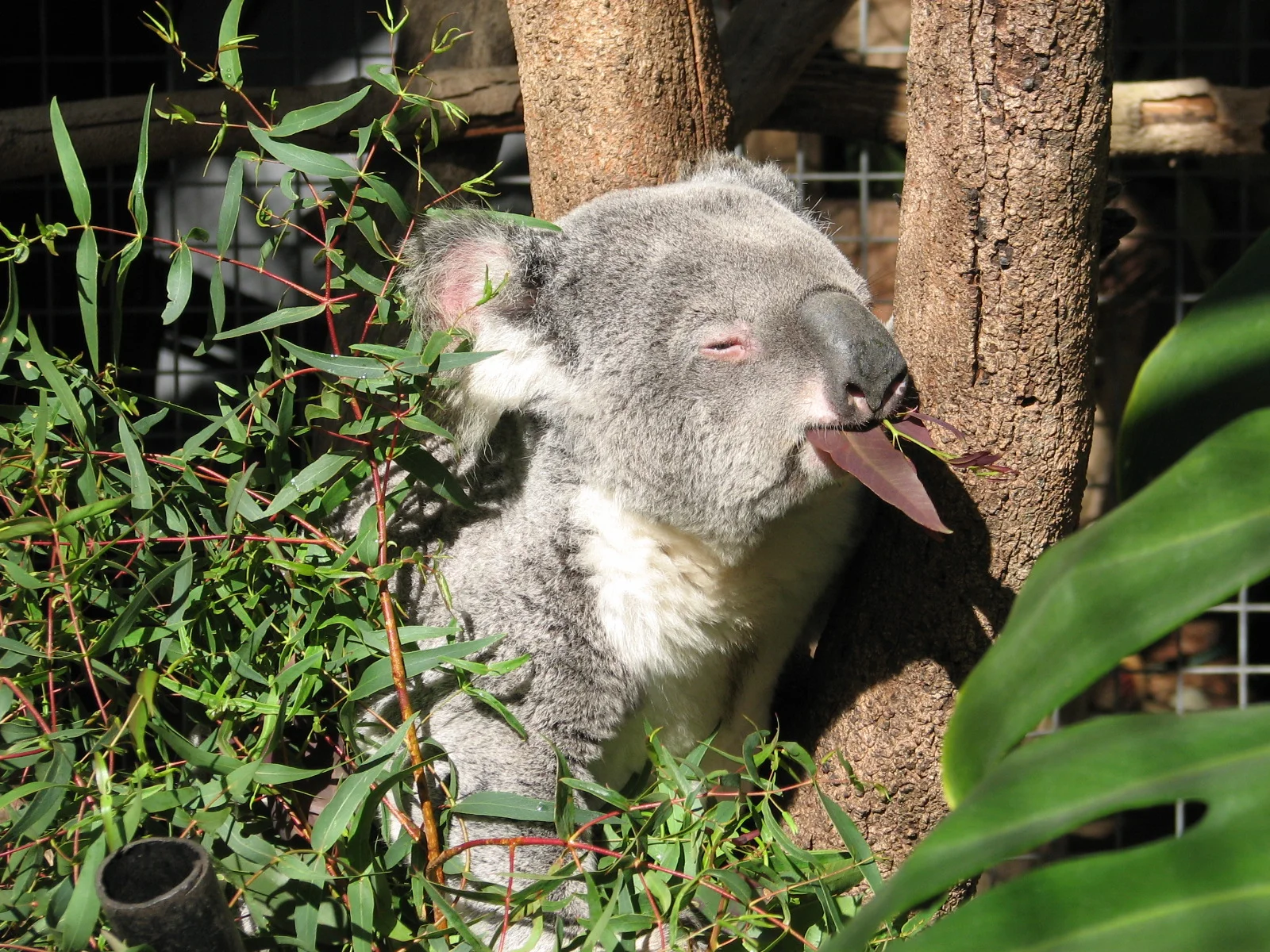 Australian Outback Animals And Plants