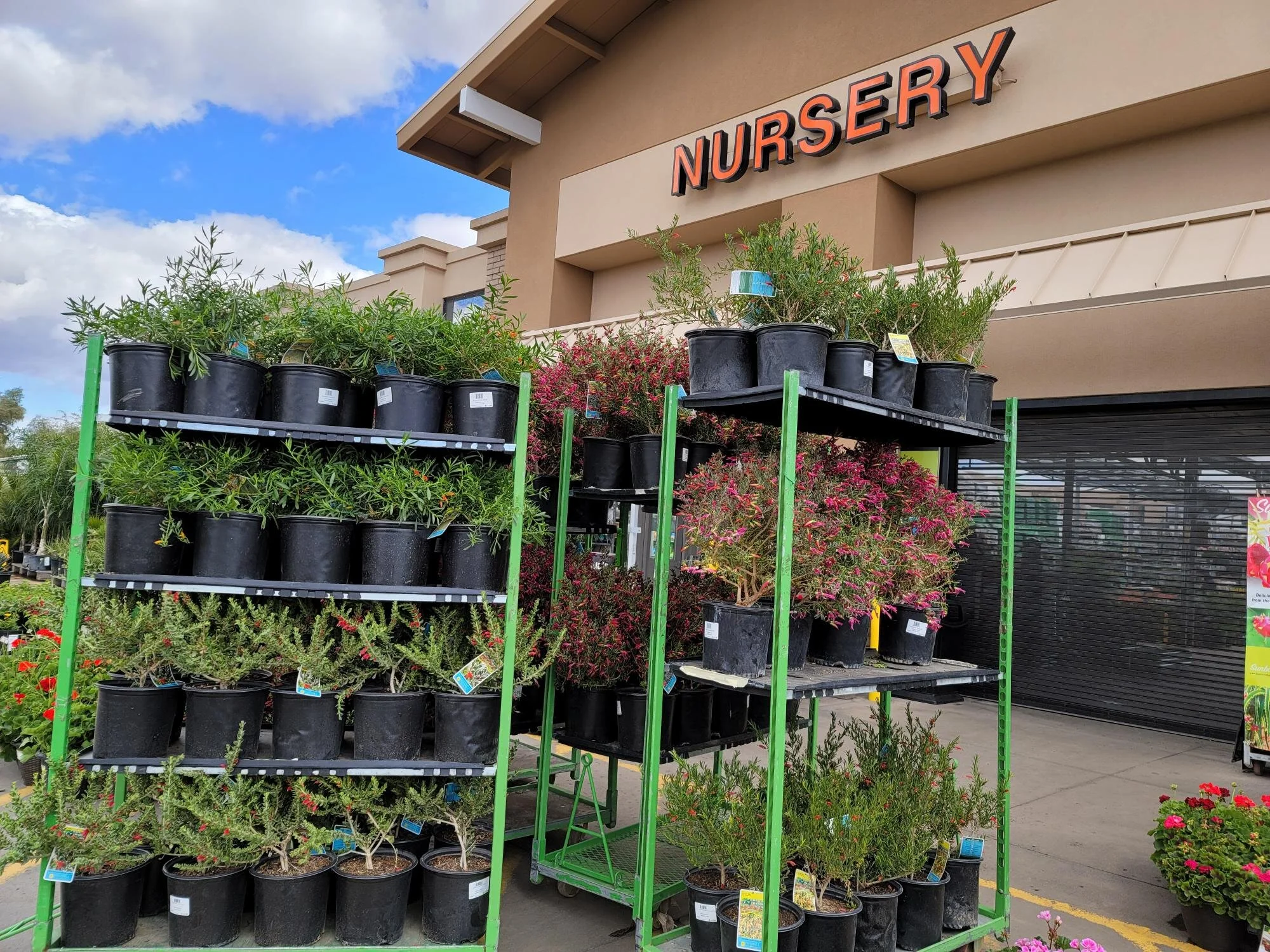 Australian Native Plants Now Selling At Home Depot Stores australian-native-plants-now-selling-at-home-depot-stores